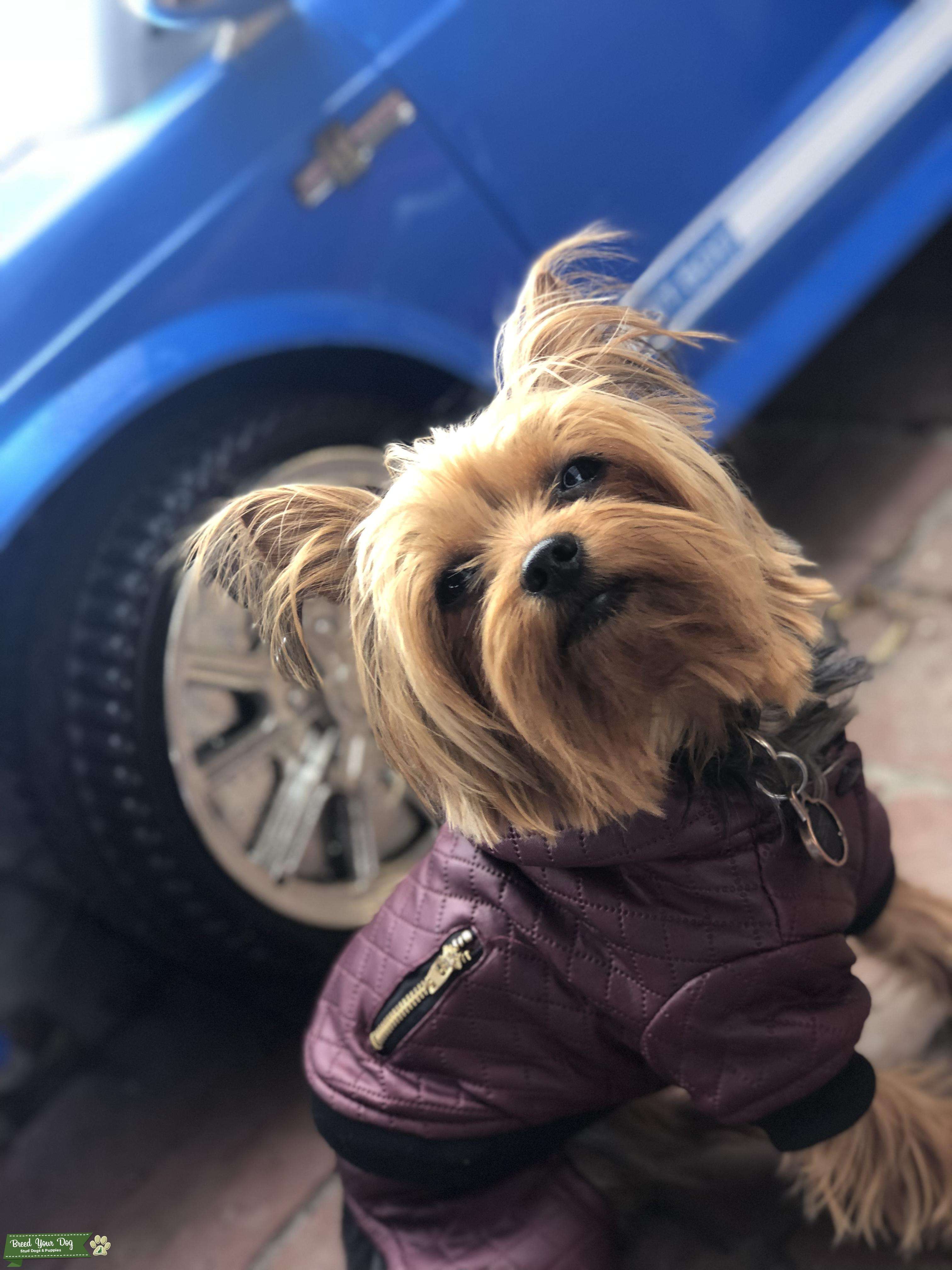 Meet The Adorable Handsome 2pac The Yorkie - Stud Dog in Los Angeles ...