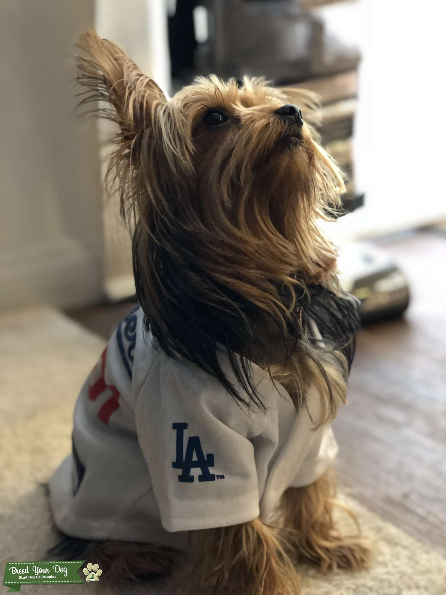 Meet The Adorable Handsome 2pac The Yorkie - Stud Dog in Los Angeles ...