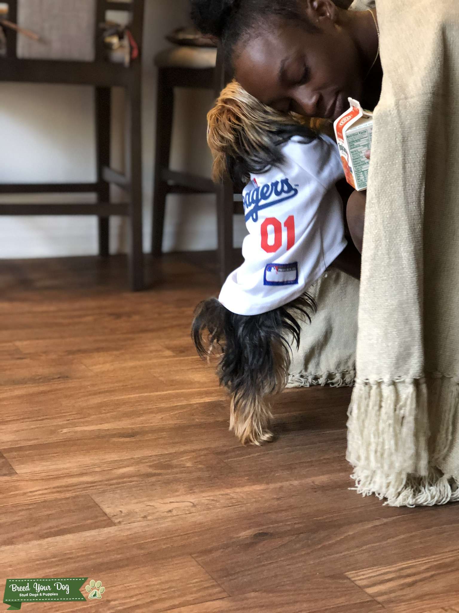 Meet The Adorable Handsome 2pac The Yorkie - Stud Dog in Los Angeles ...