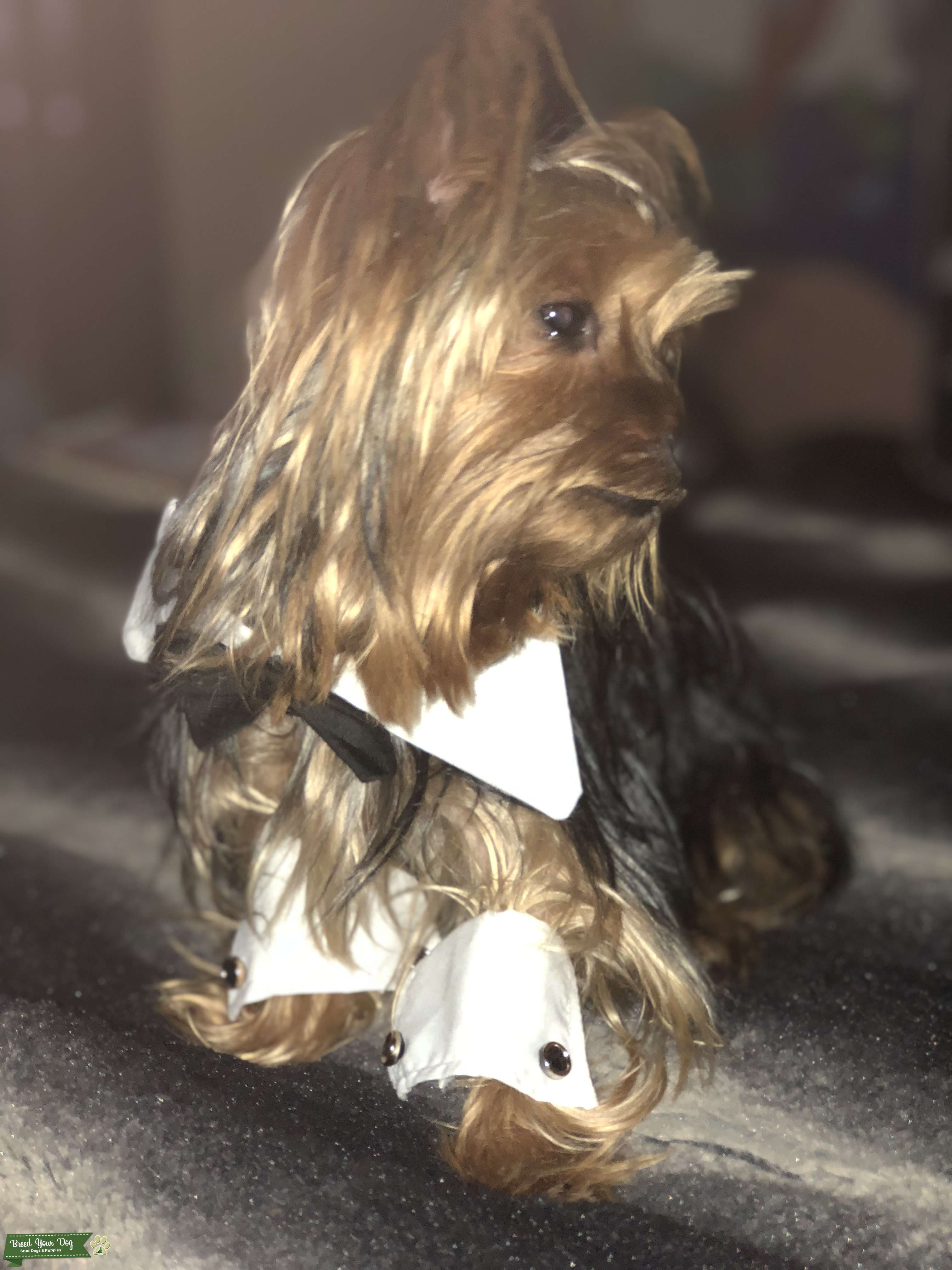 Meet The Adorable Handsome 2pac The Yorkie - Stud Dog in Los Angeles ...