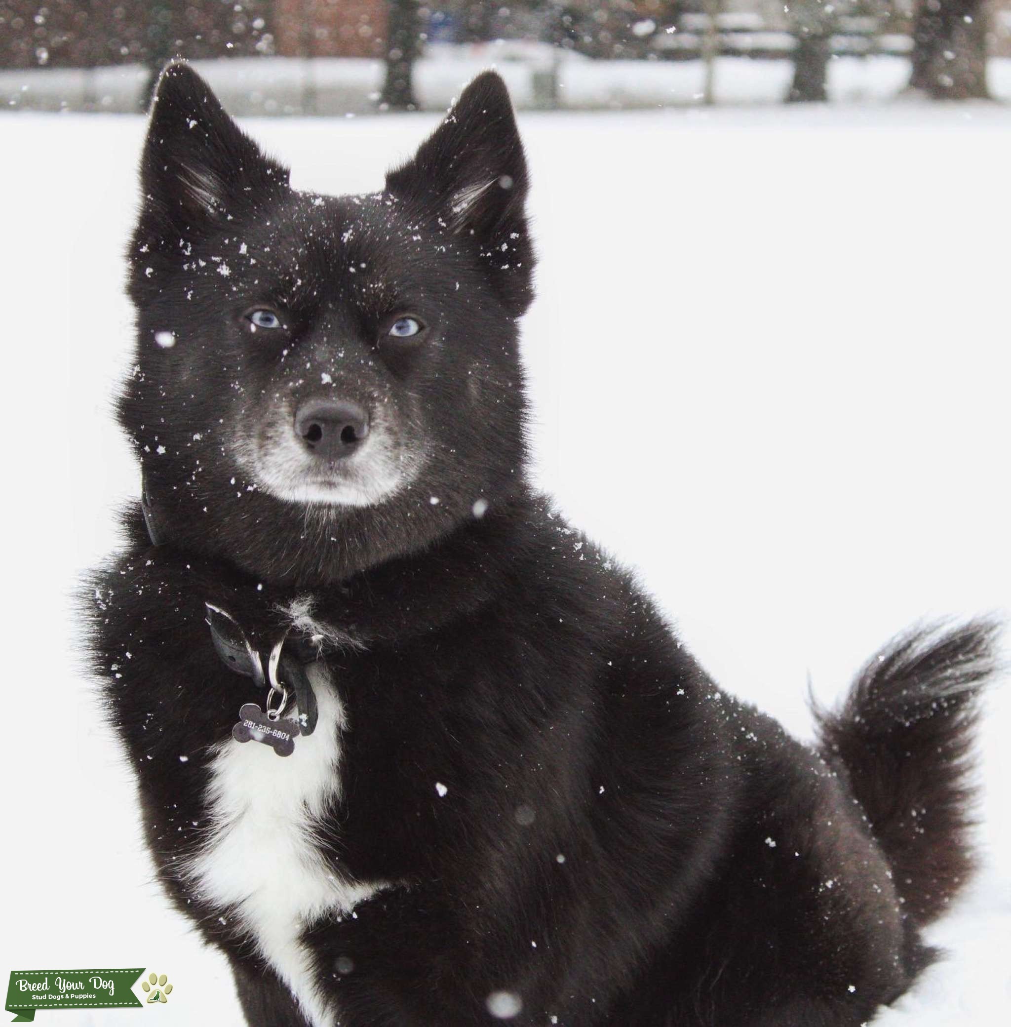 Male Pomsky - Stud Dog North Austin - Breed Your Dog