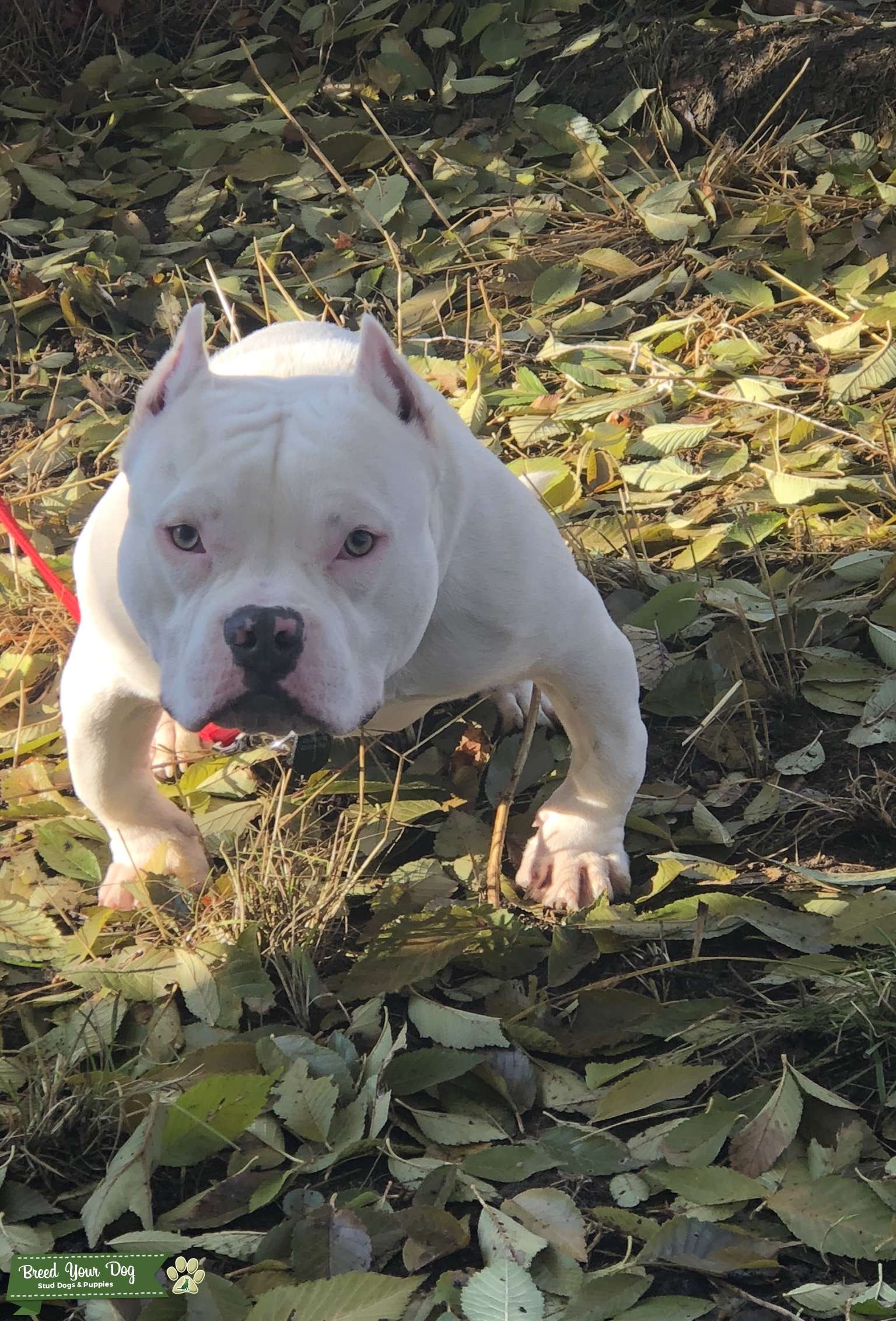 Purebred all white micro bully - Stud Dog in PNW, the United Kingdom ...