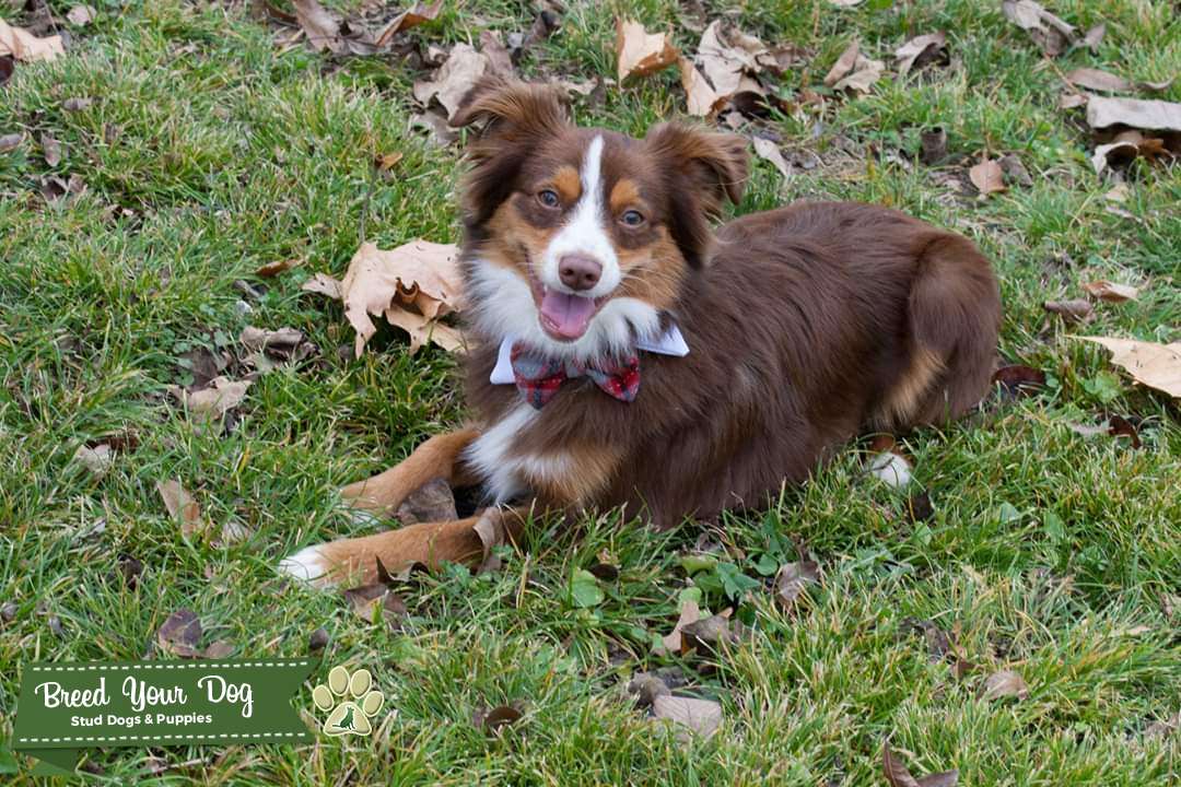 Red tri mini Australian Sheppard - Stud Dog in Montana, the United ...