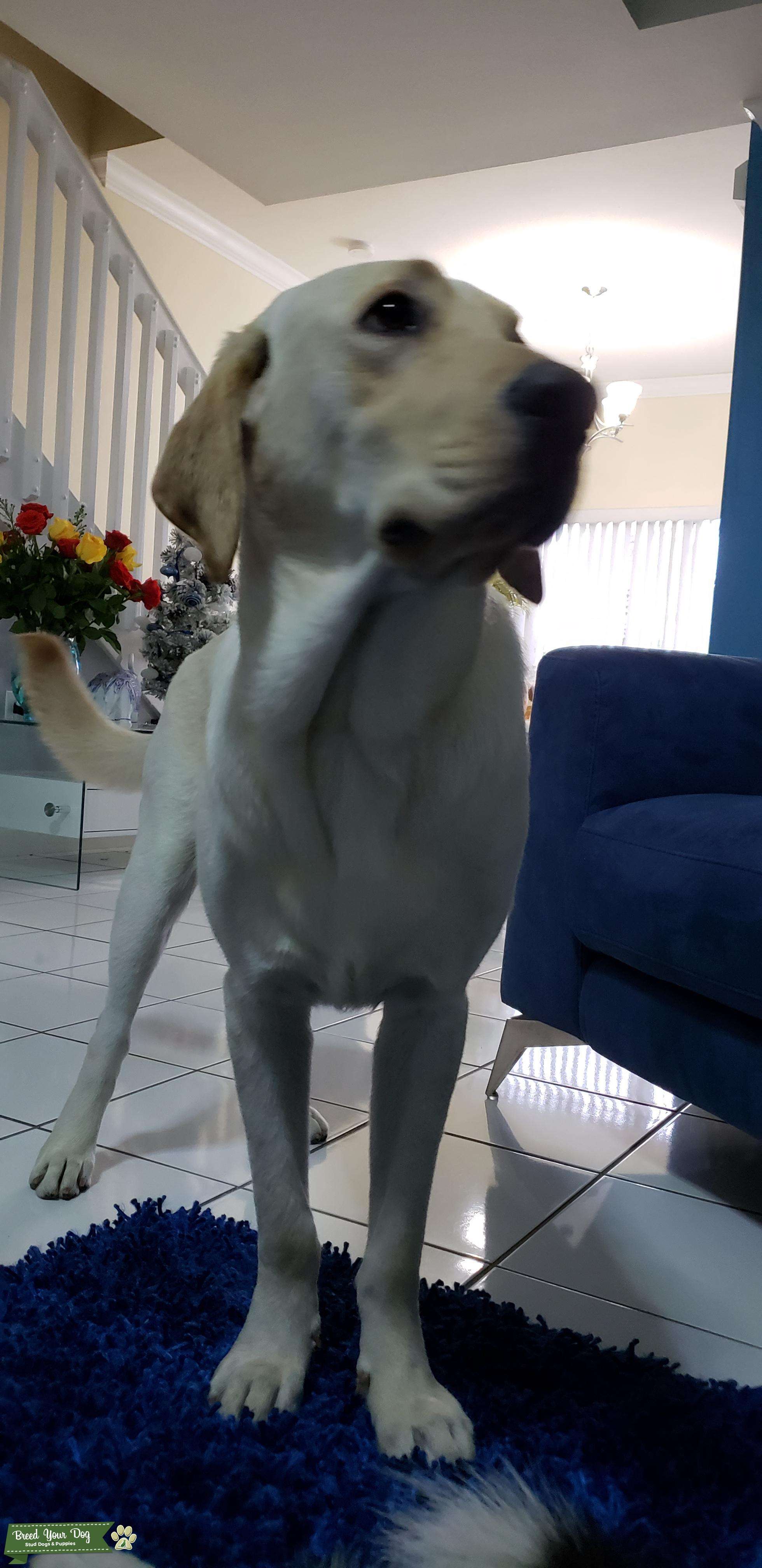 ACA Pure Yellow Labrador stud - Stud Dog Florida - Breed Your Dog