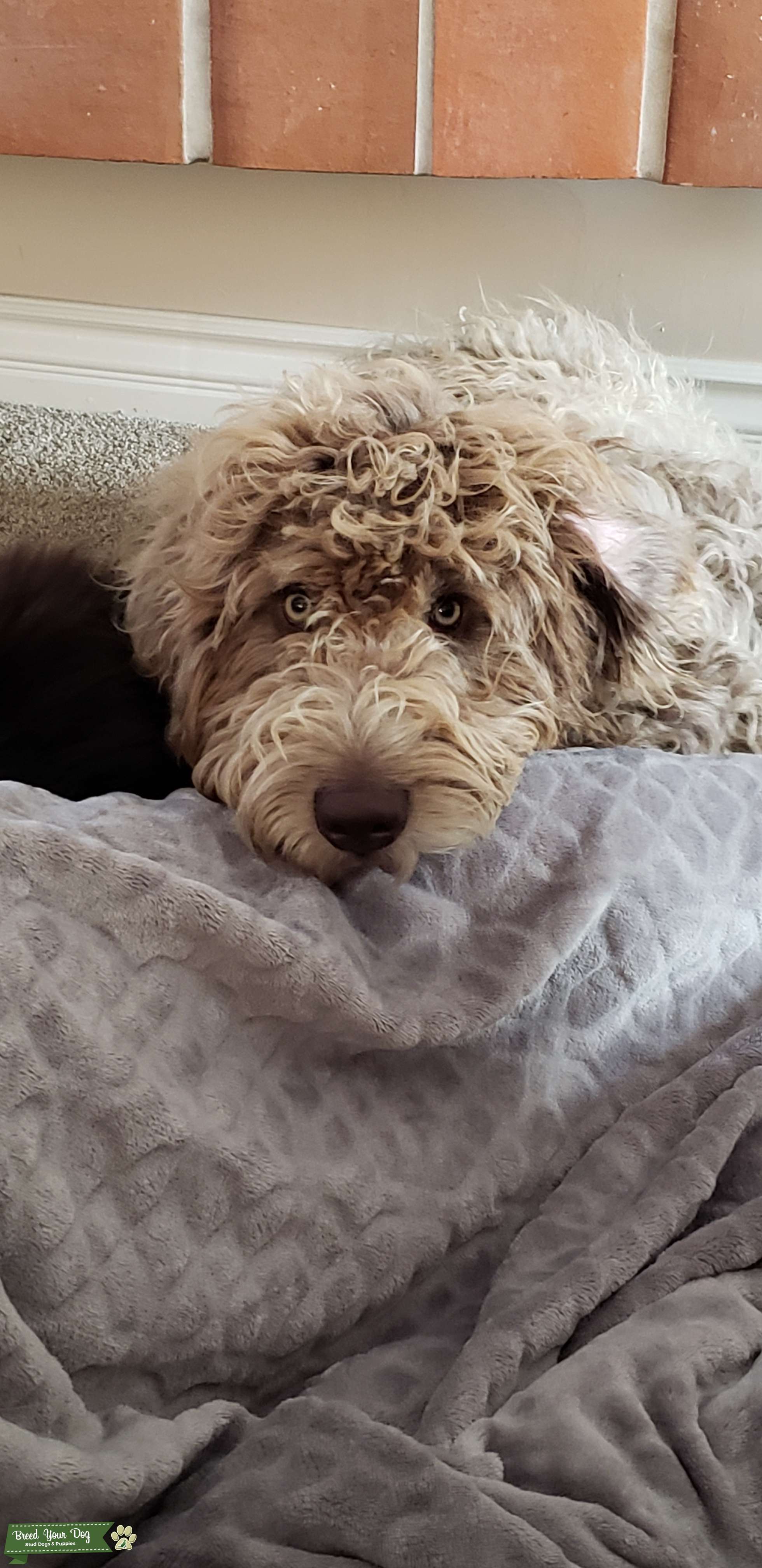 Stud Dog - Newfoundland Doodle - Breed Your Dog