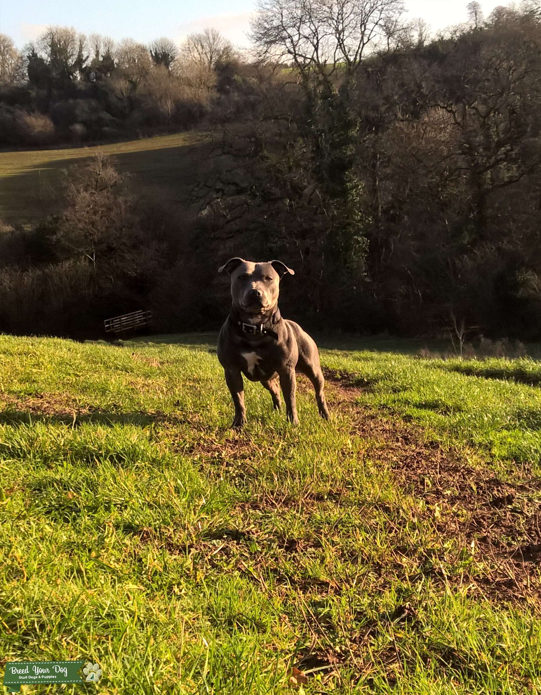 KC reg gorgeous blue staff for stud - Stud Dog in BANES , the United ...