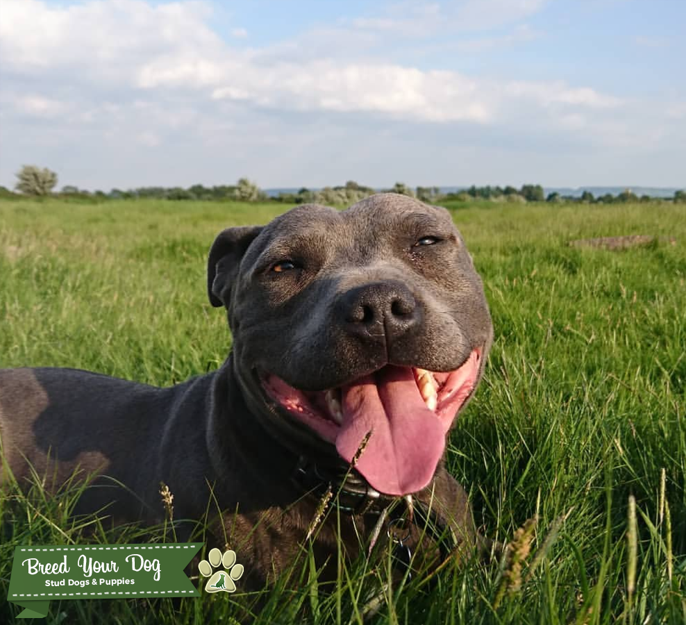 KC reg gorgeous blue staff for stud - Stud Dog in BANES , the United ...