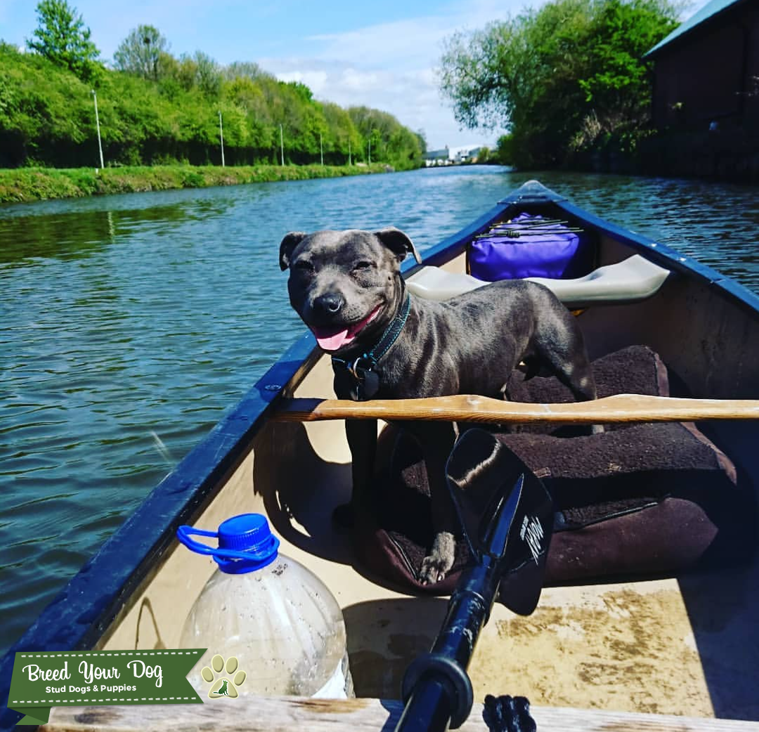 KC reg gorgeous blue staff for stud - Stud Dog in BANES , the United ...