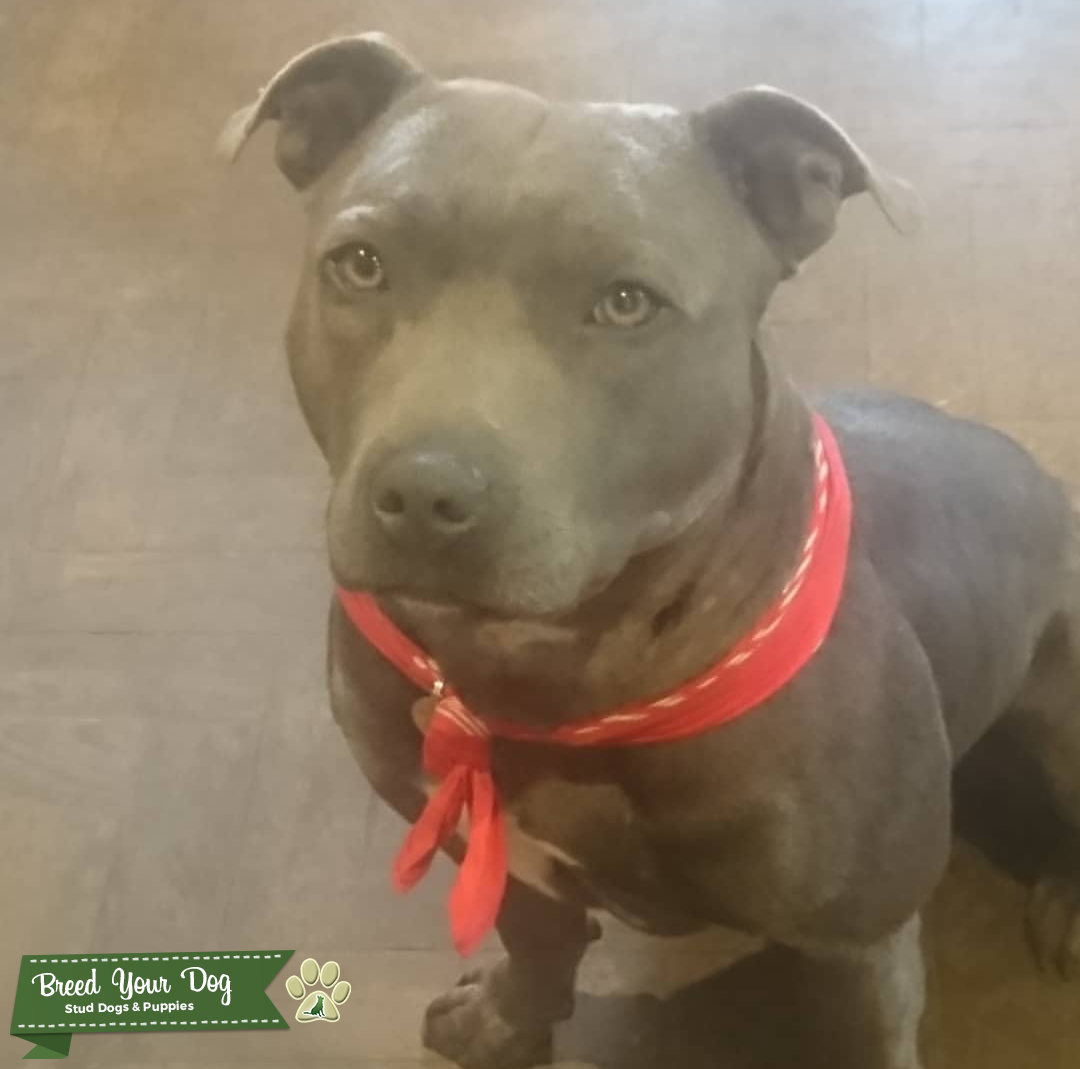 KC reg gorgeous blue staff for stud - Stud Dog in BANES , the United ...