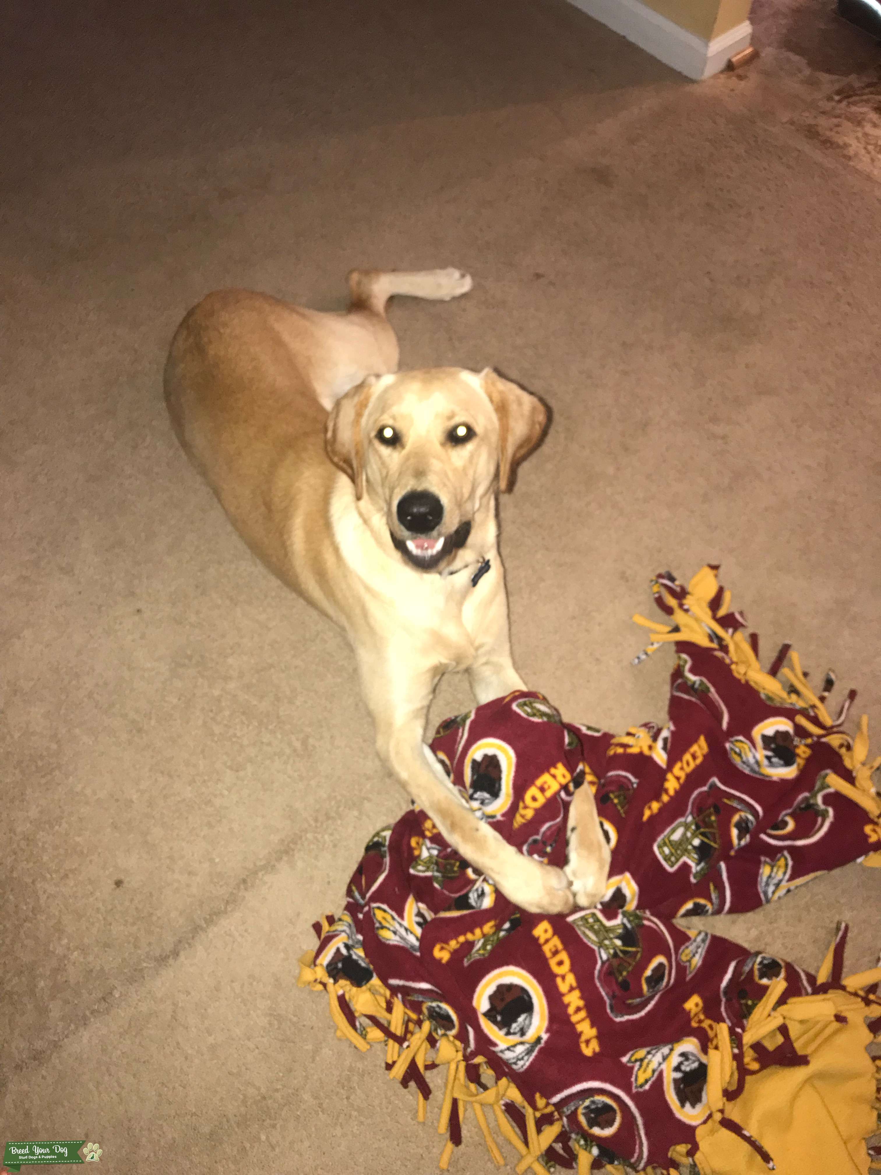 Yellow lab stud - Stud Dog in Va, United States | Breed Your Dog