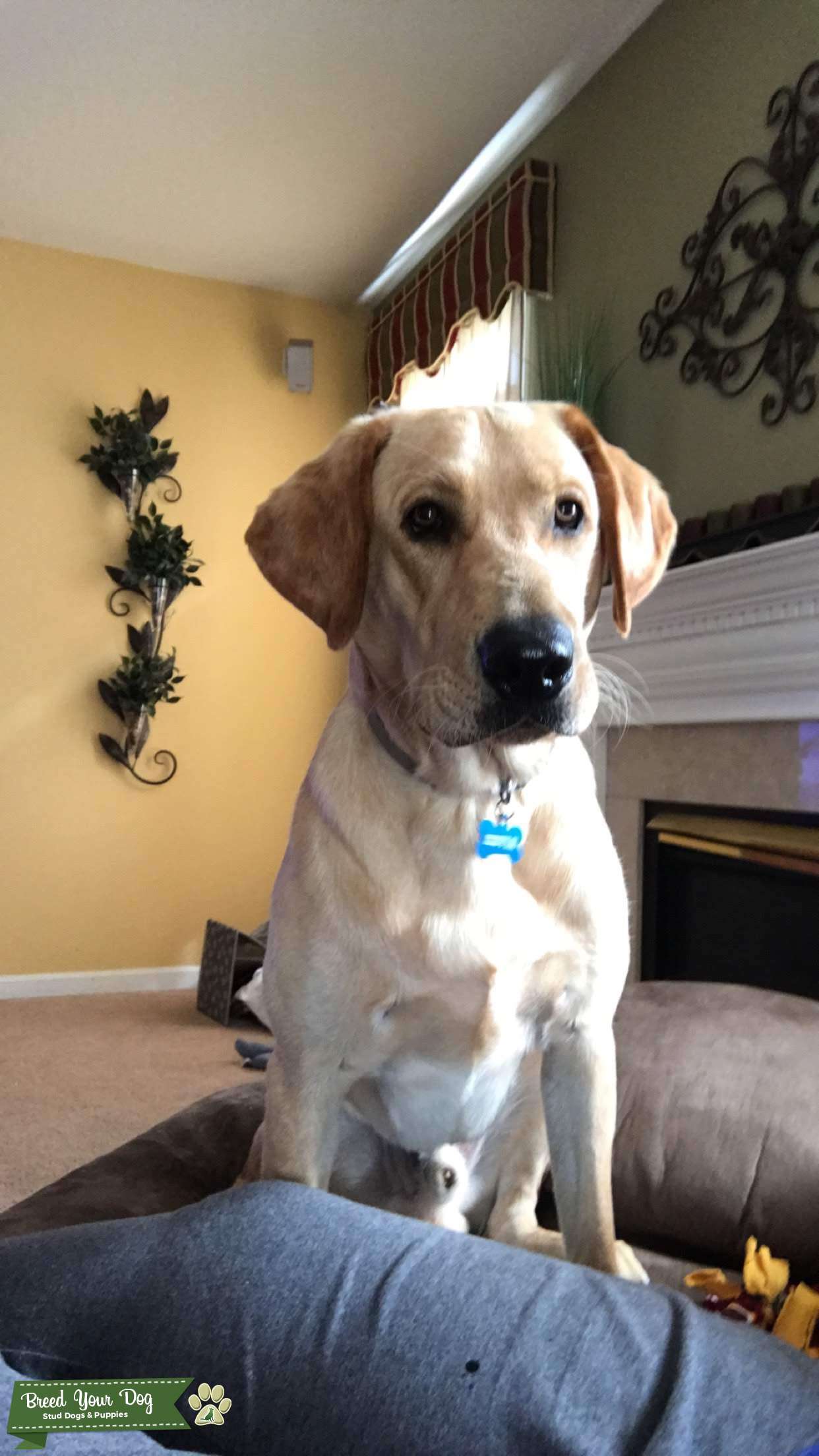 Yellow lab stud - Stud Dog in Va, United States | Breed Your Dog