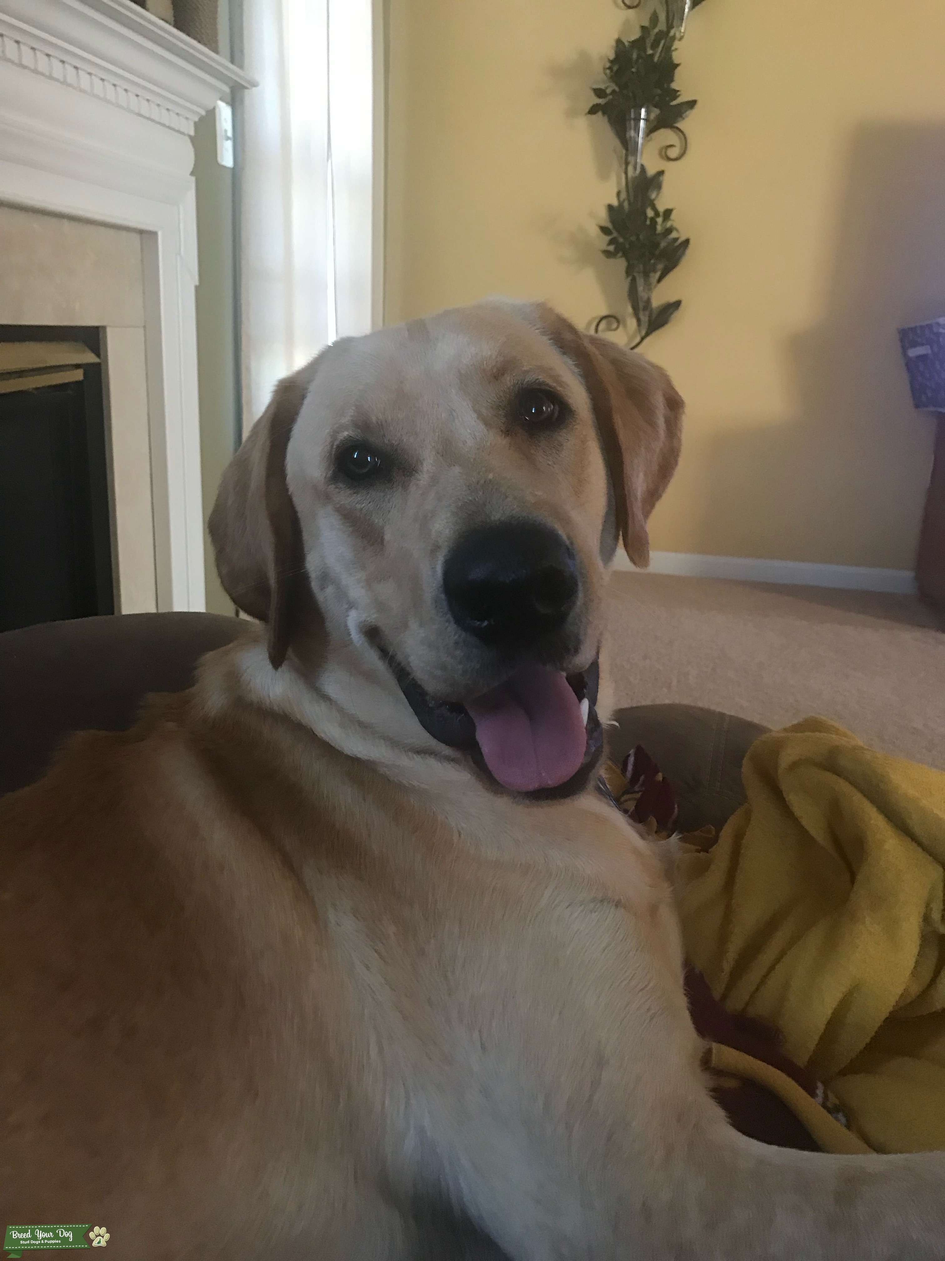 Yellow lab stud - Stud Dog in Va, United States | Breed Your Dog
