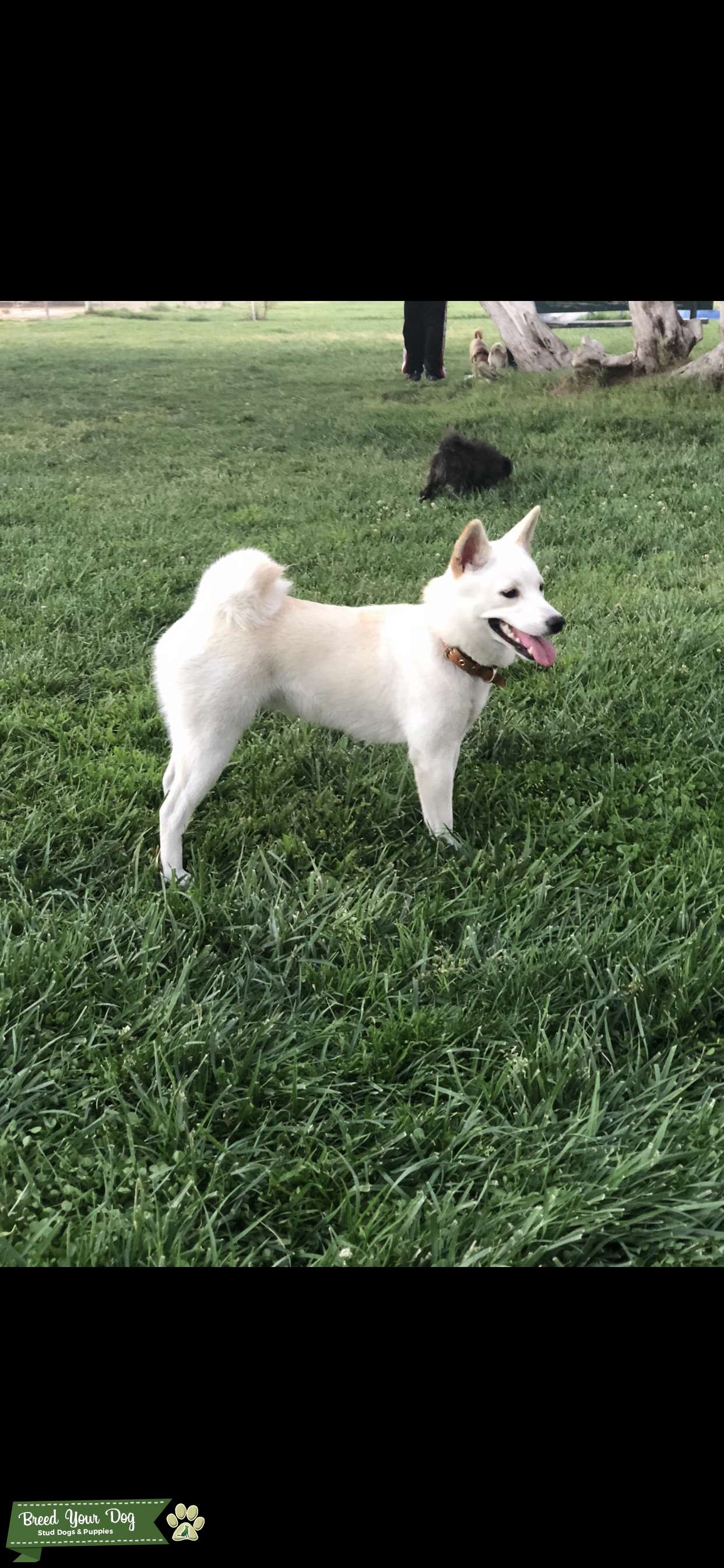 Shiba Inu Female - Stud Dog in Southern California, United States ...