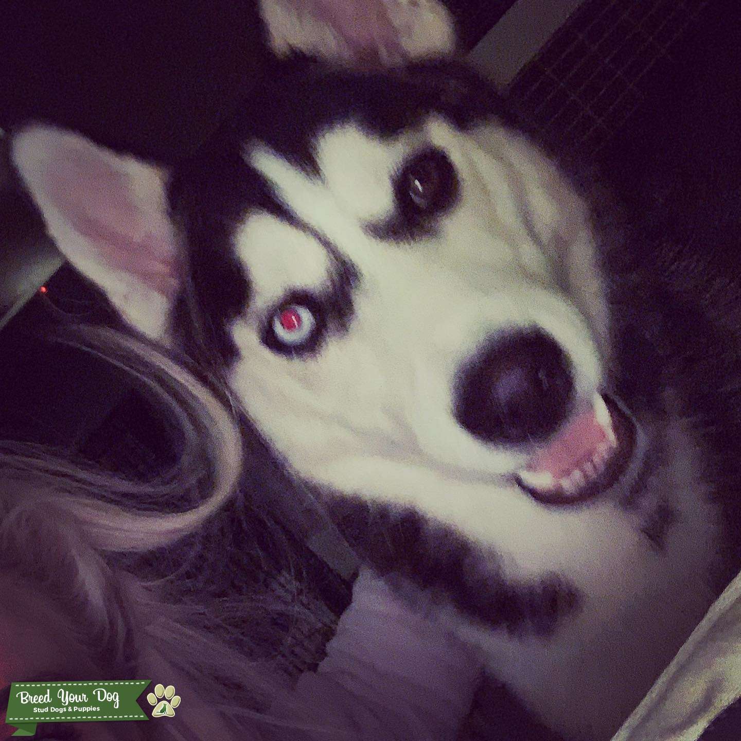 Black and white (bi eyed) Siberian husky - Stud Dog Lanarshire - Breed ...