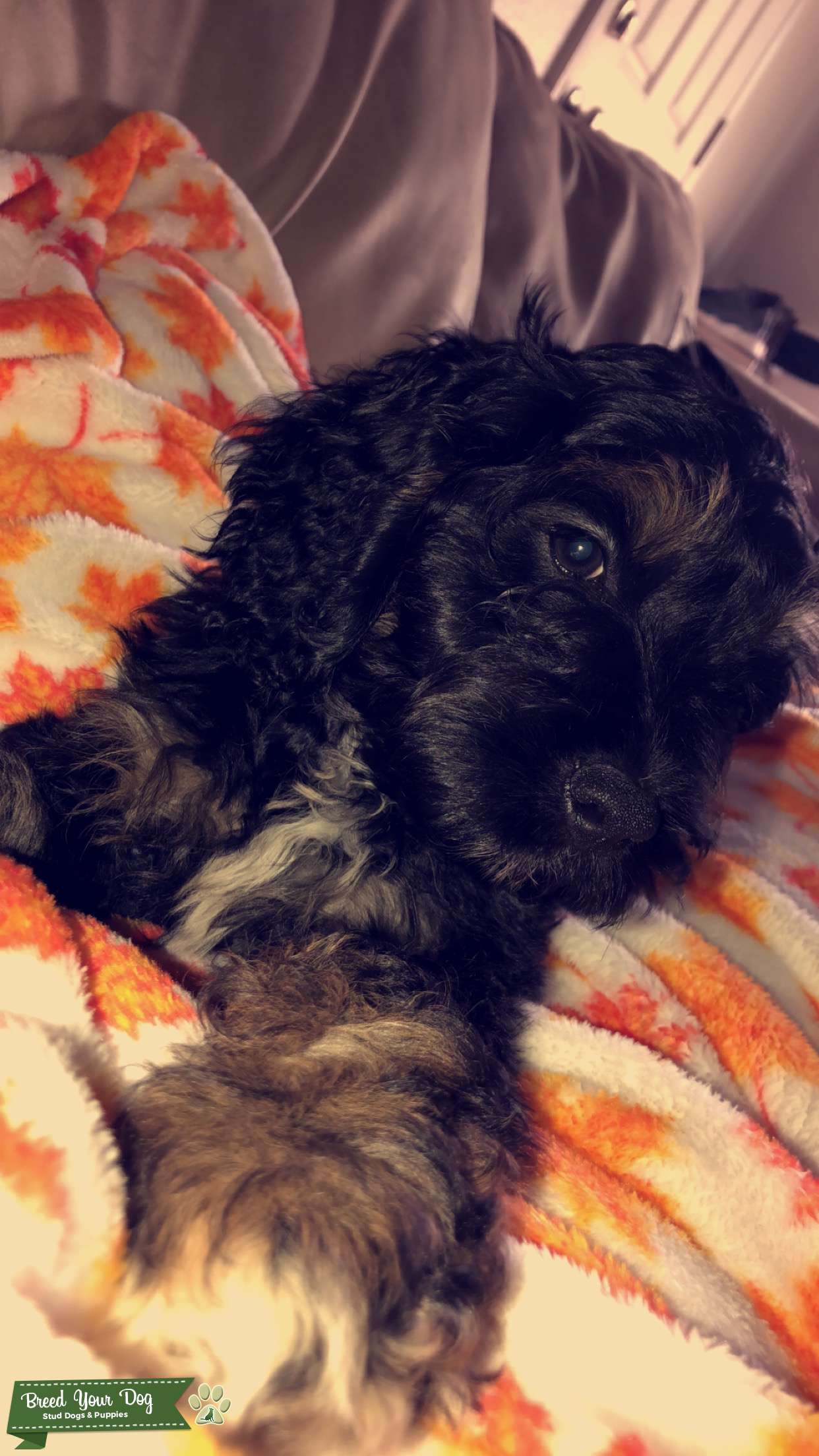 Tricolored Cockapoo Studs - Stud Dog in Missouri Kansas area , United ...