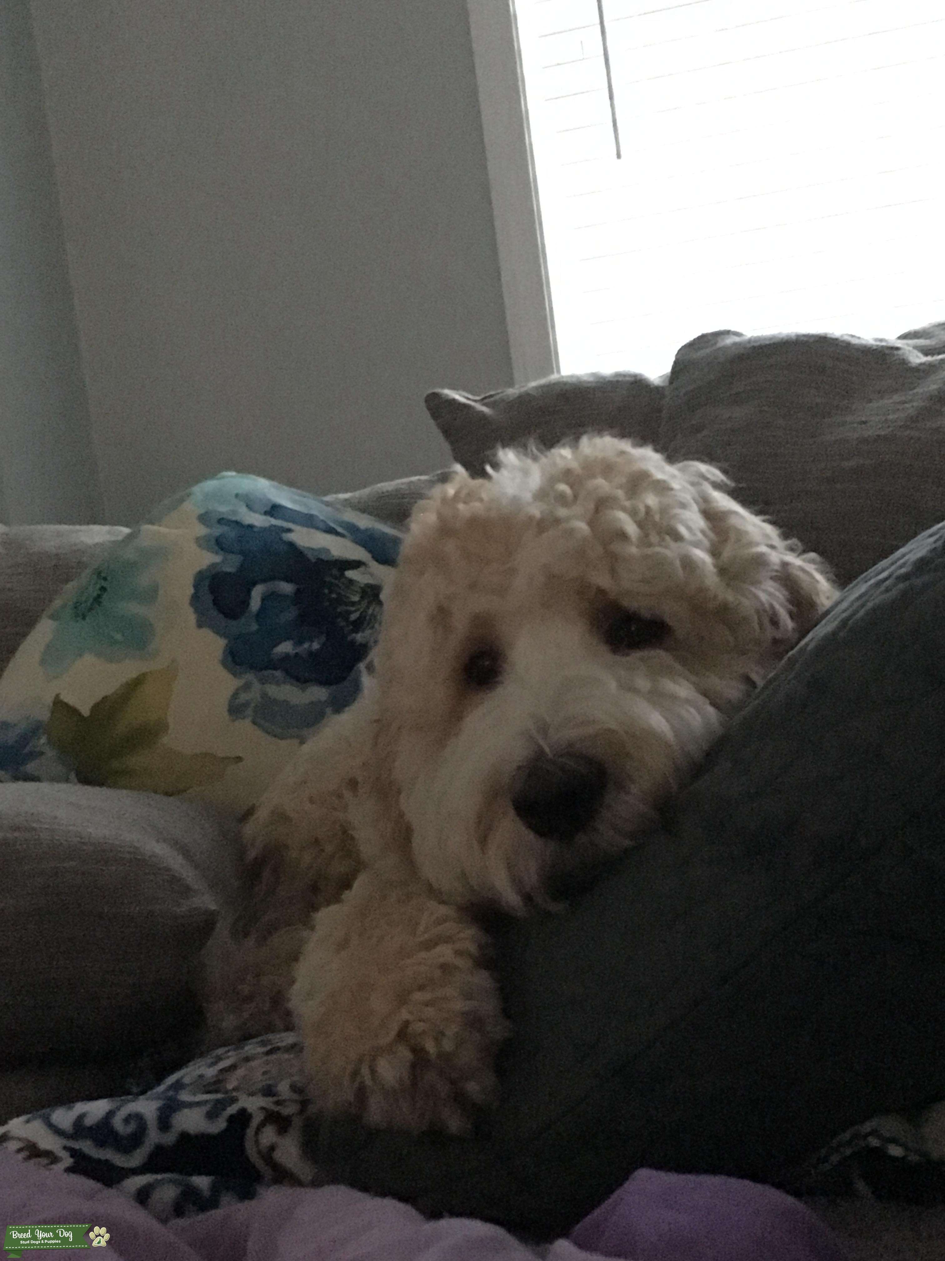 Springerdoodle male - Stud Dog in Massachusetts , the United States ...