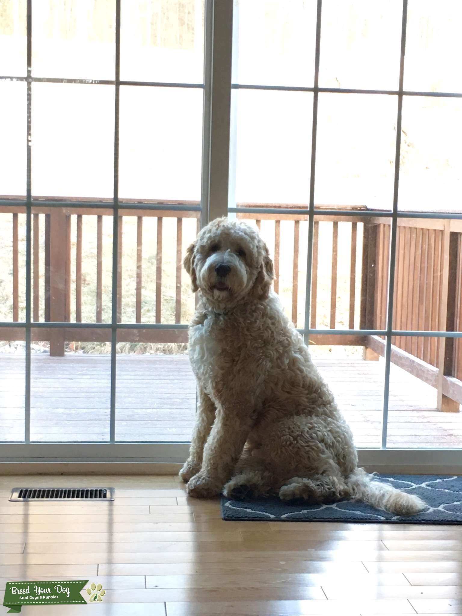 Springerdoodle male - Stud Dog in Massachusetts , the United States ...