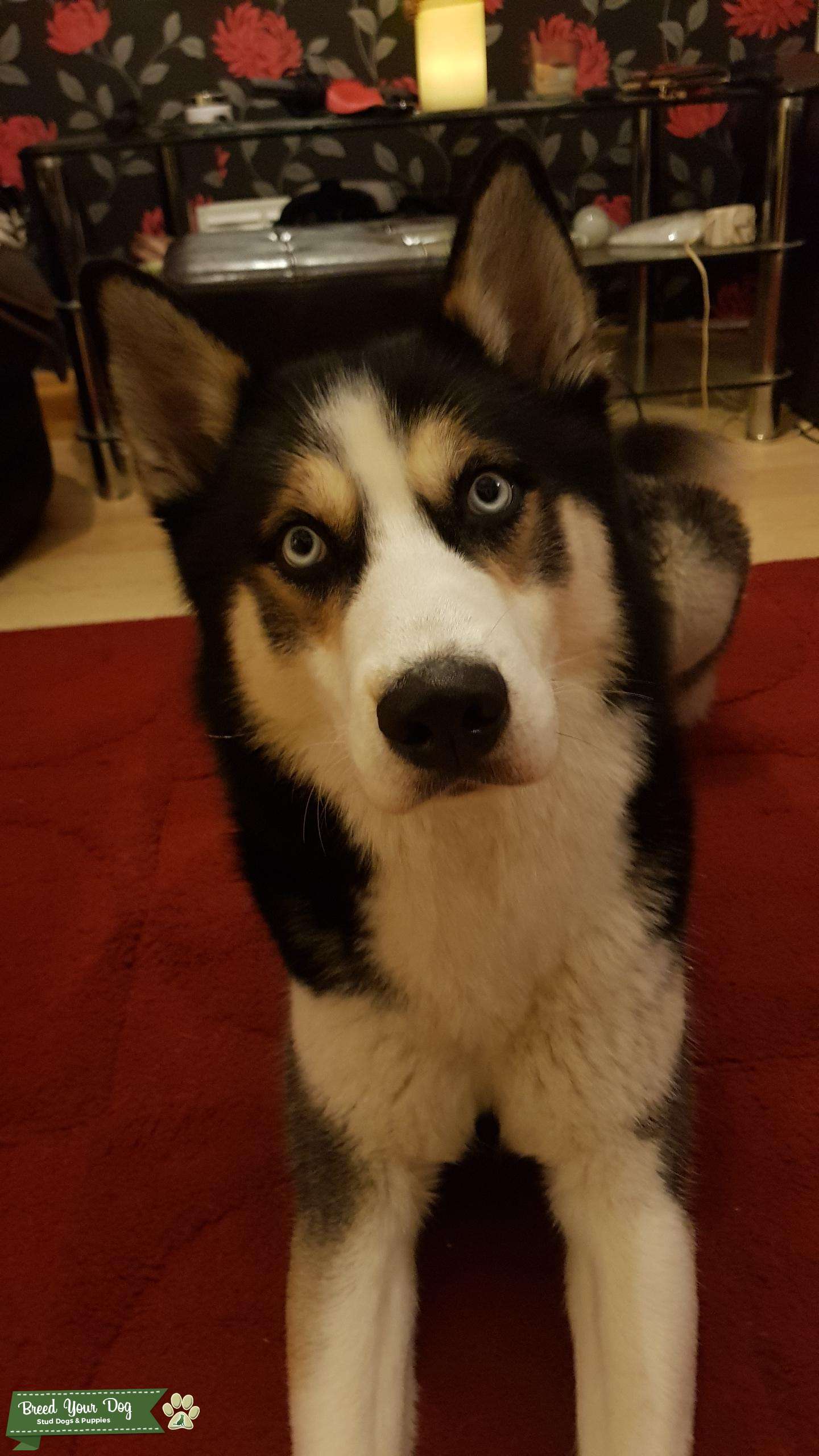 Siberian Husky for stud (male) - Stud Dog in Swansea , the United ...