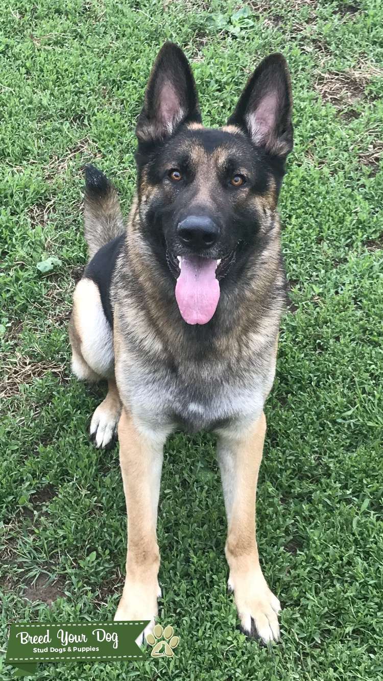 German Shepherd Stud - Stud Dog in Midwest - Iowa, the United States ...