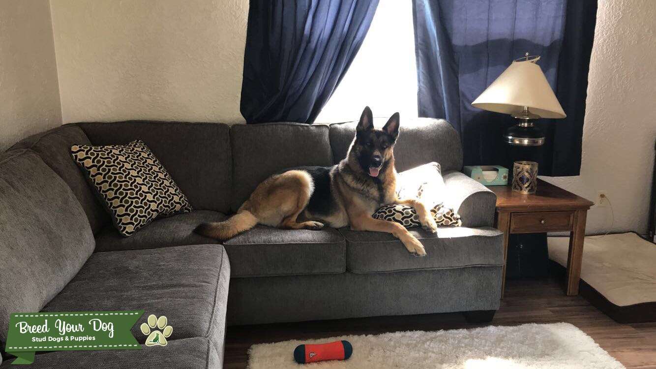 German Shepherd Stud - Stud Dog in Midwest - Iowa, the United States ...