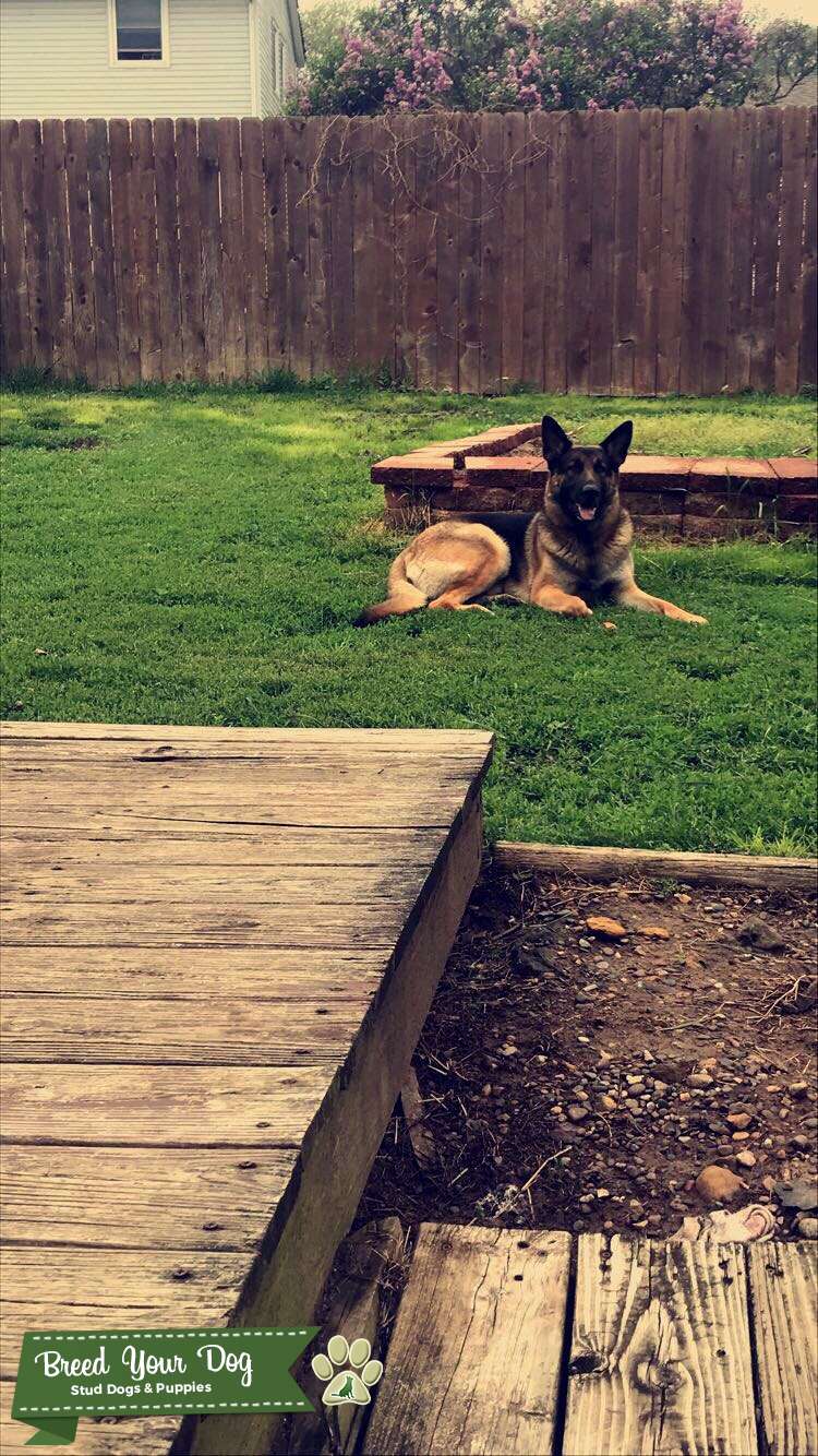 German Shepherd Stud - Stud Dog in Midwest - Iowa, the United States ...