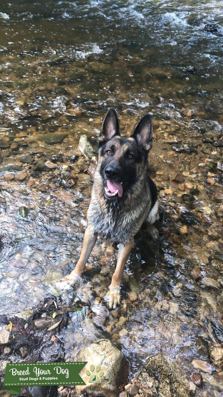 German Shepherd Stud - Stud Dog in Midwest - Iowa, the United States ...