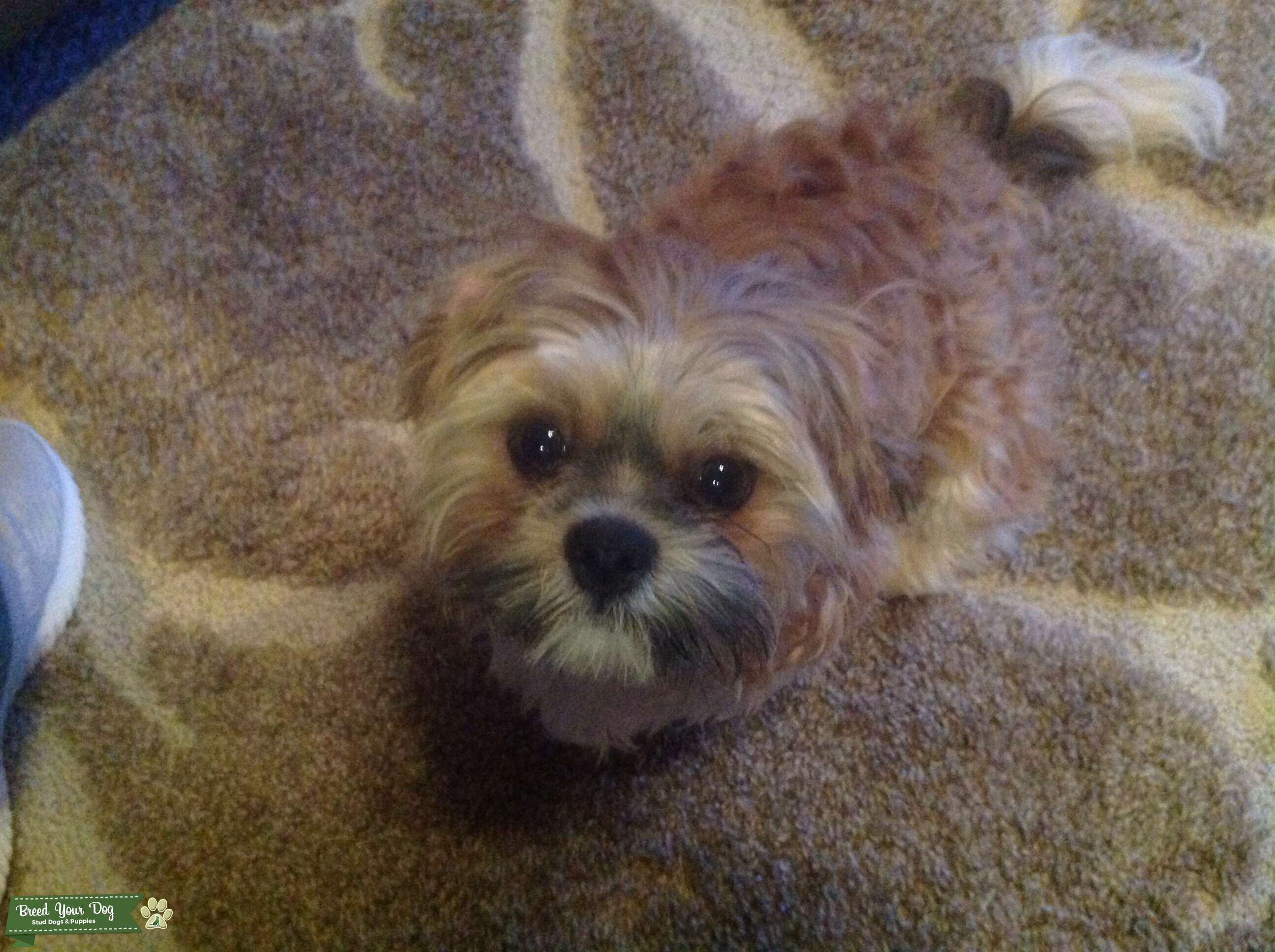 9 mo male shin tzu - Stud Dog Arizona - Breed Your Dog