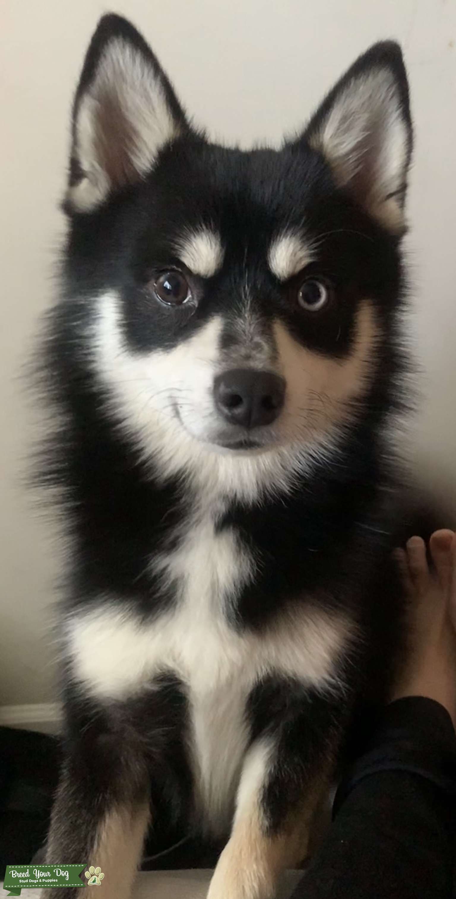 Pomsky male looking for bitch - Stud Dog in Rome, the United States ...