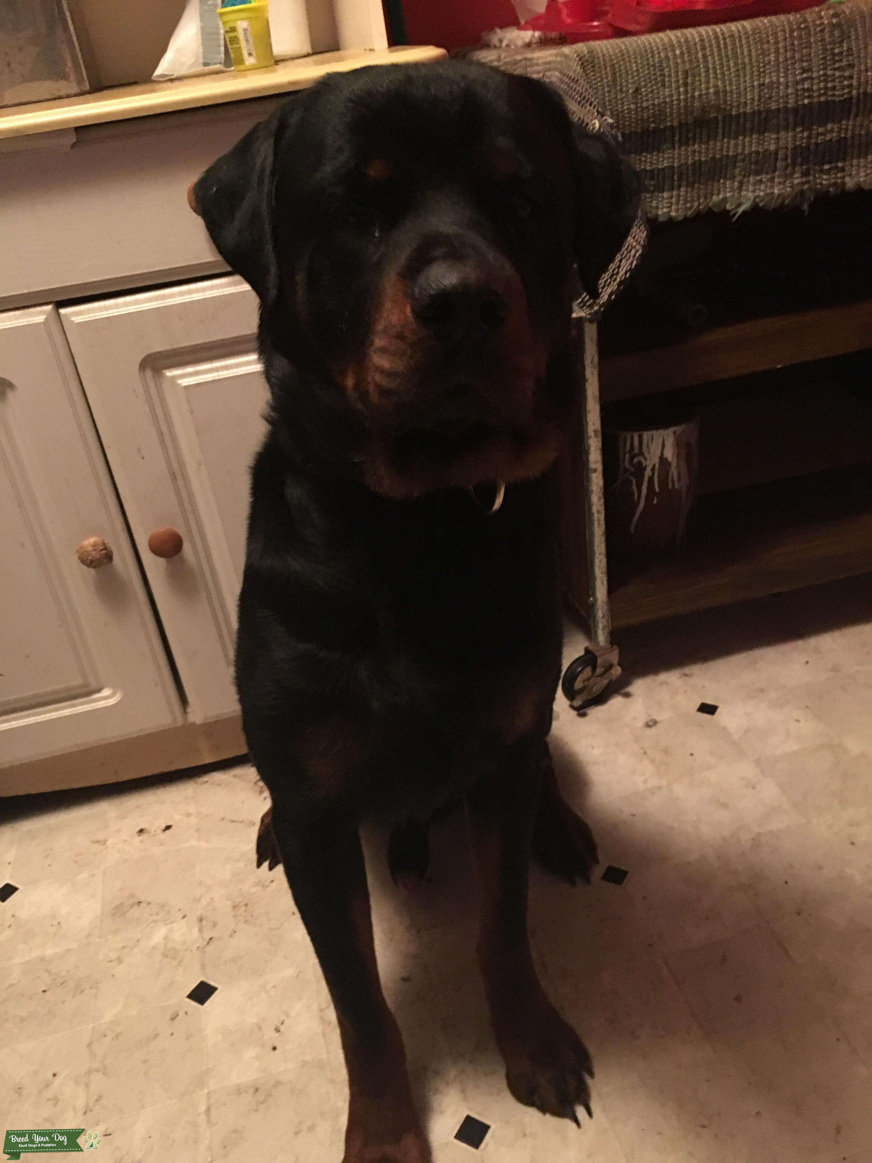 AKC German Rottweiler looking for a lady friend - Stud Dog Iowa - Breed ...