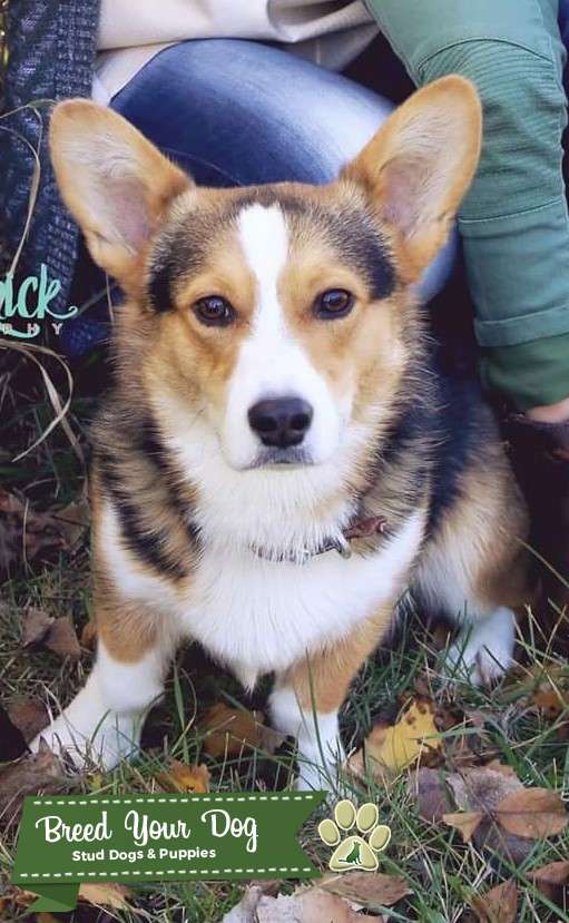 Pembroke Welsh Corgi Stud - Stud Dog in South Dakota, the United States ...