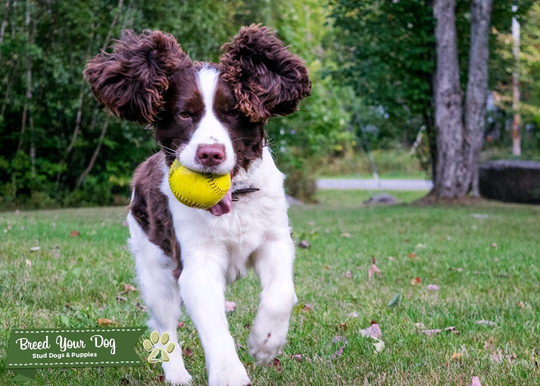 Male English springer spaniel - Stud Dog in New York, the United States ...