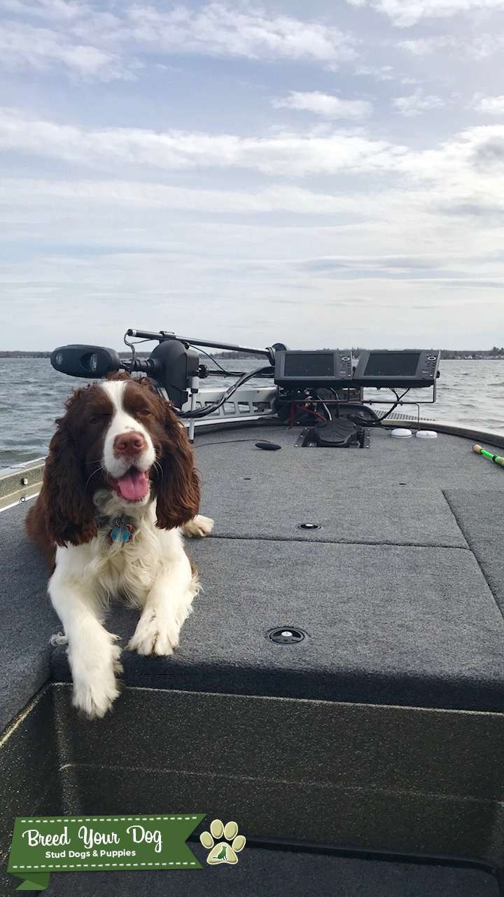 Male English springer spaniel - Stud Dog in New York, the United States ...