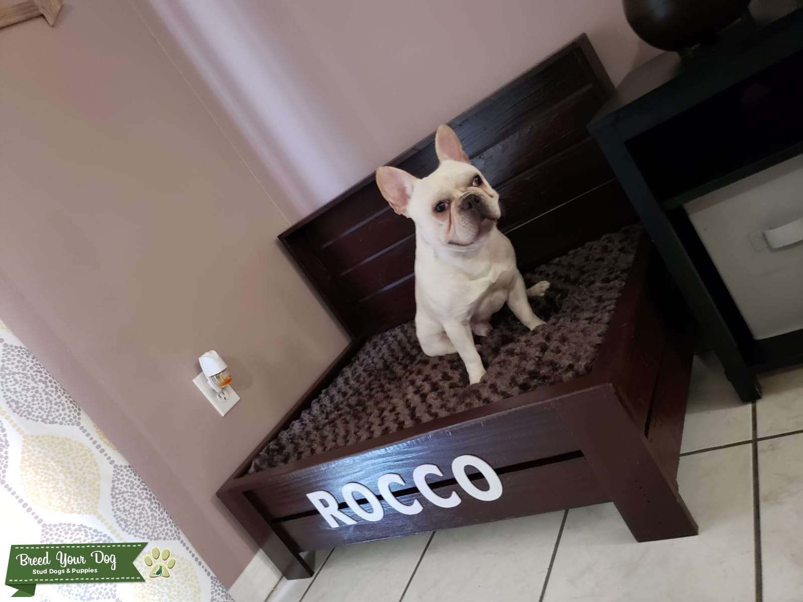 Cream Frenchie Stud - Stud Dog in Miami, the United States | Breed Your Dog