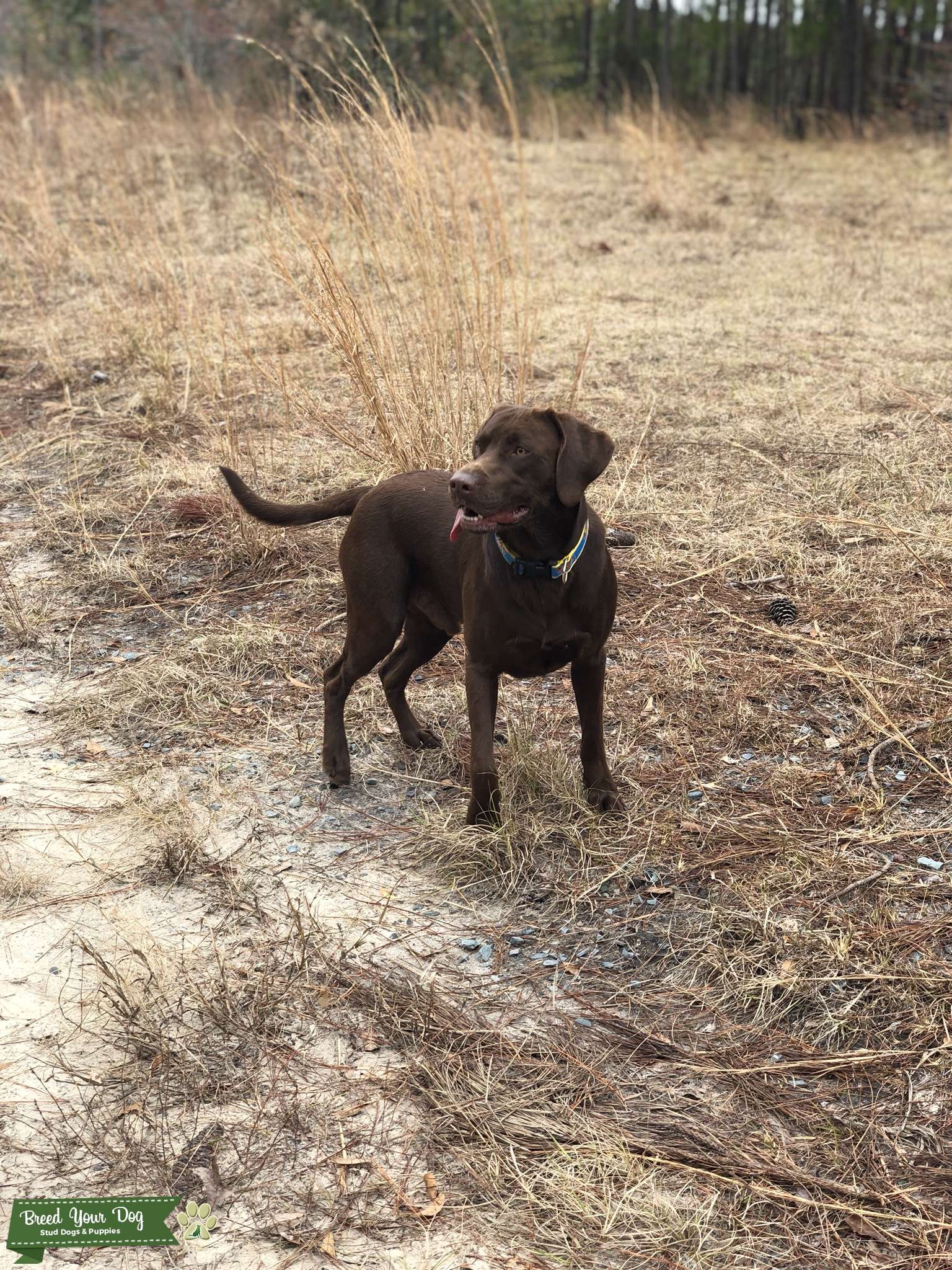 Stud ready for breeding - Stud Dog in Wilmington , United States ...
