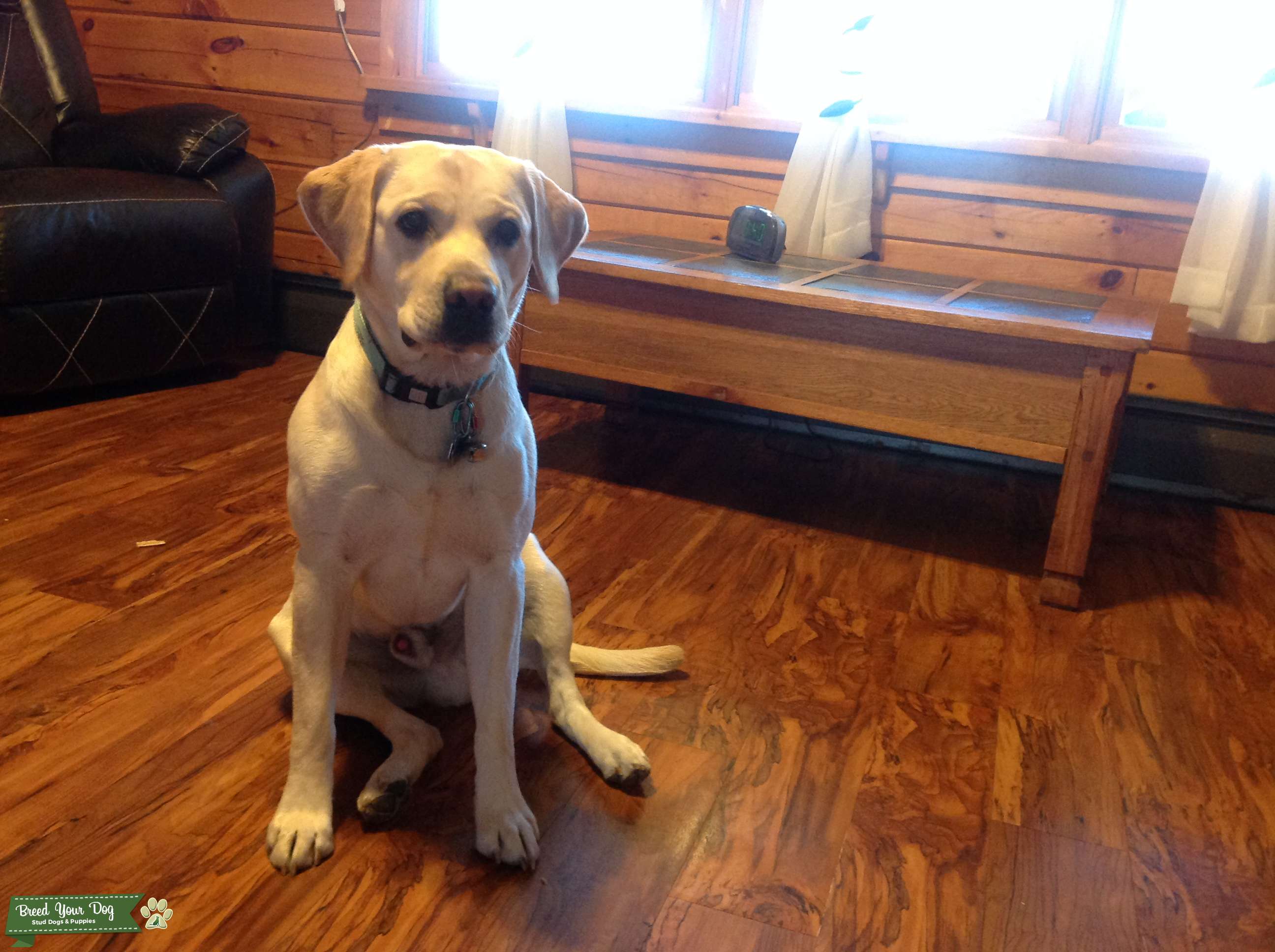 AKC certified Purebred Yellow Labrador - Stud Dog in Vermont, the ...