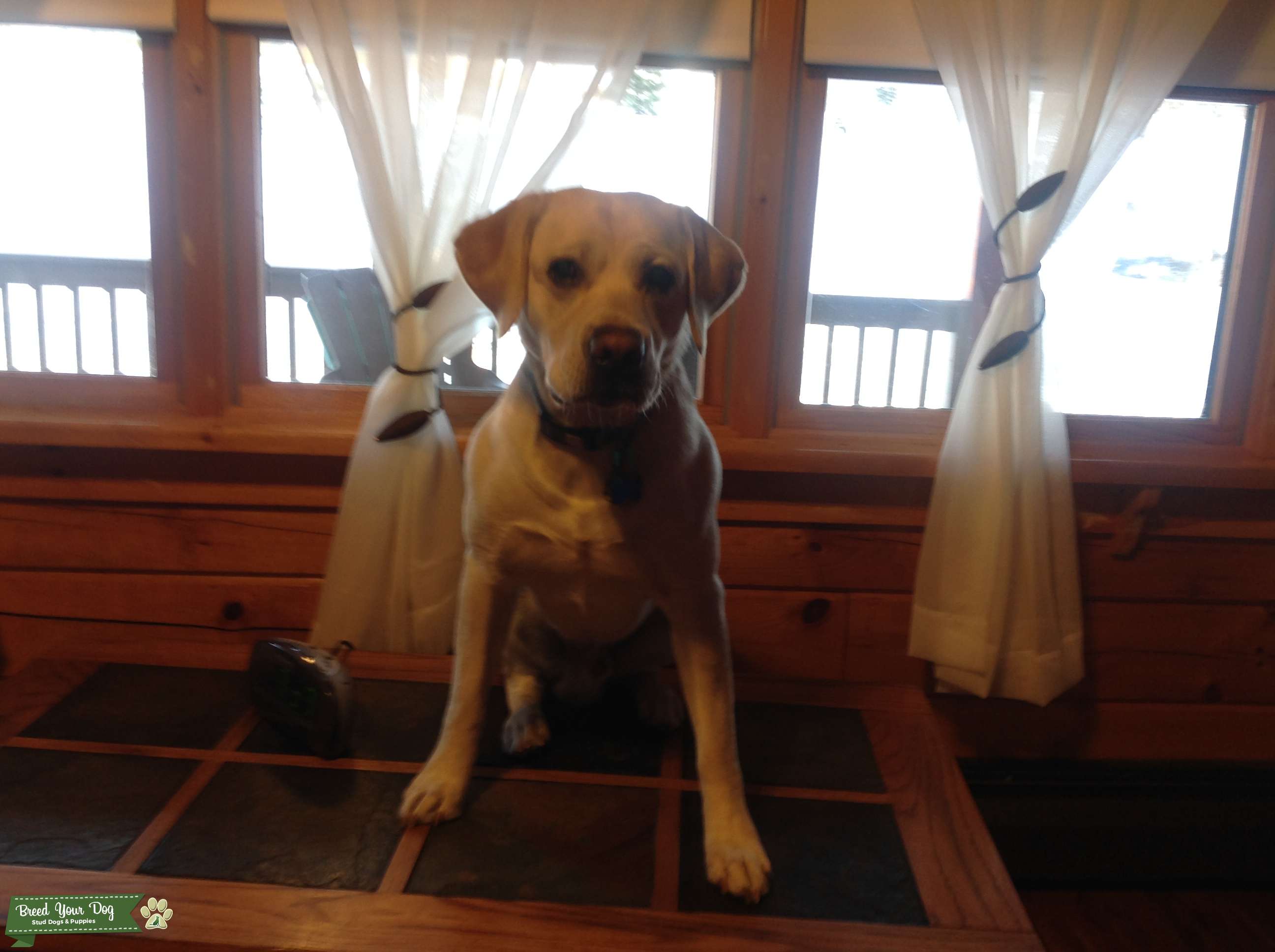 AKC certified Purebred Yellow Labrador - Stud Dog in Vermont, the ...