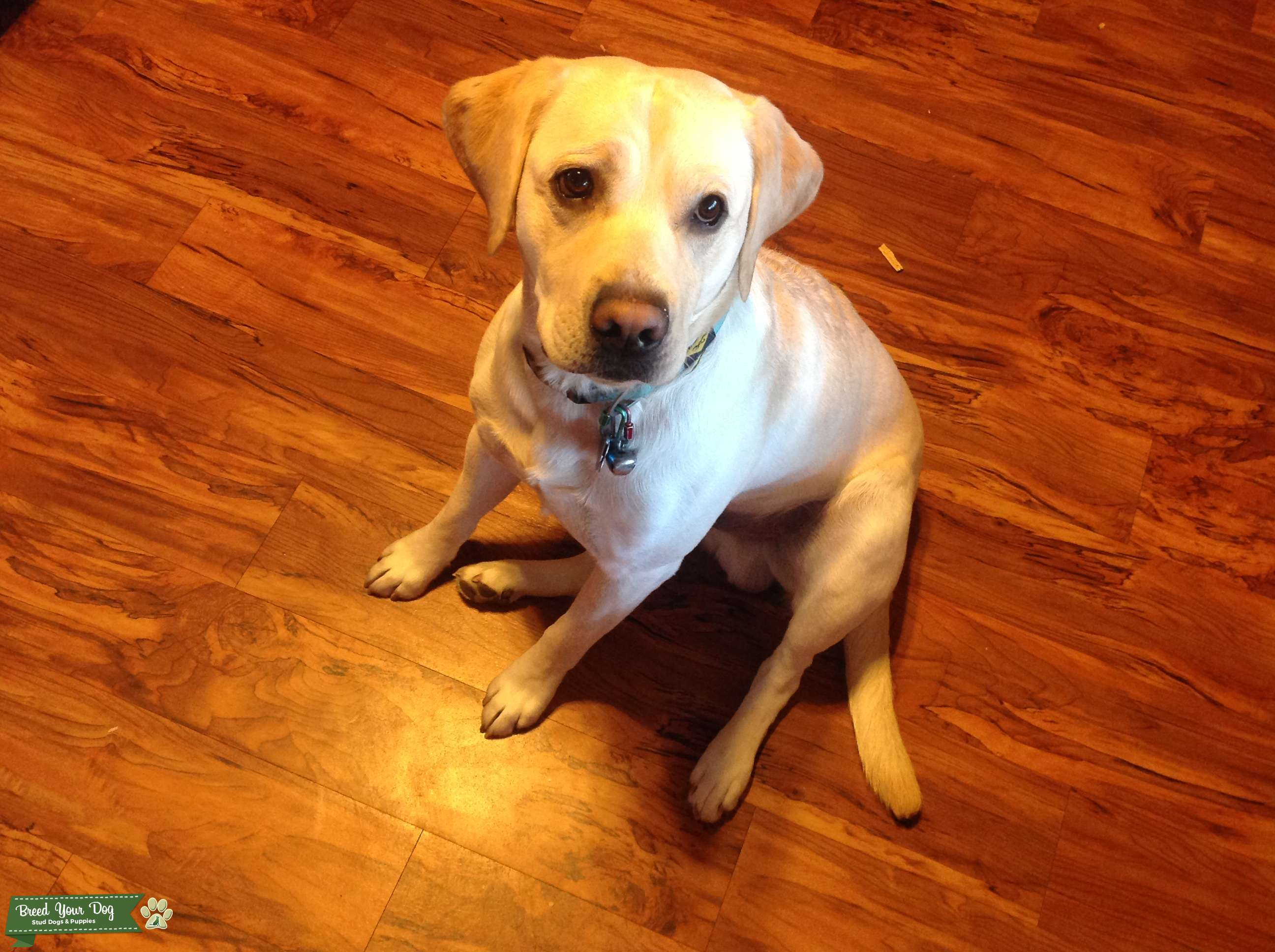 AKC certified Purebred Yellow Labrador - Stud Dog in Vermont, the ...