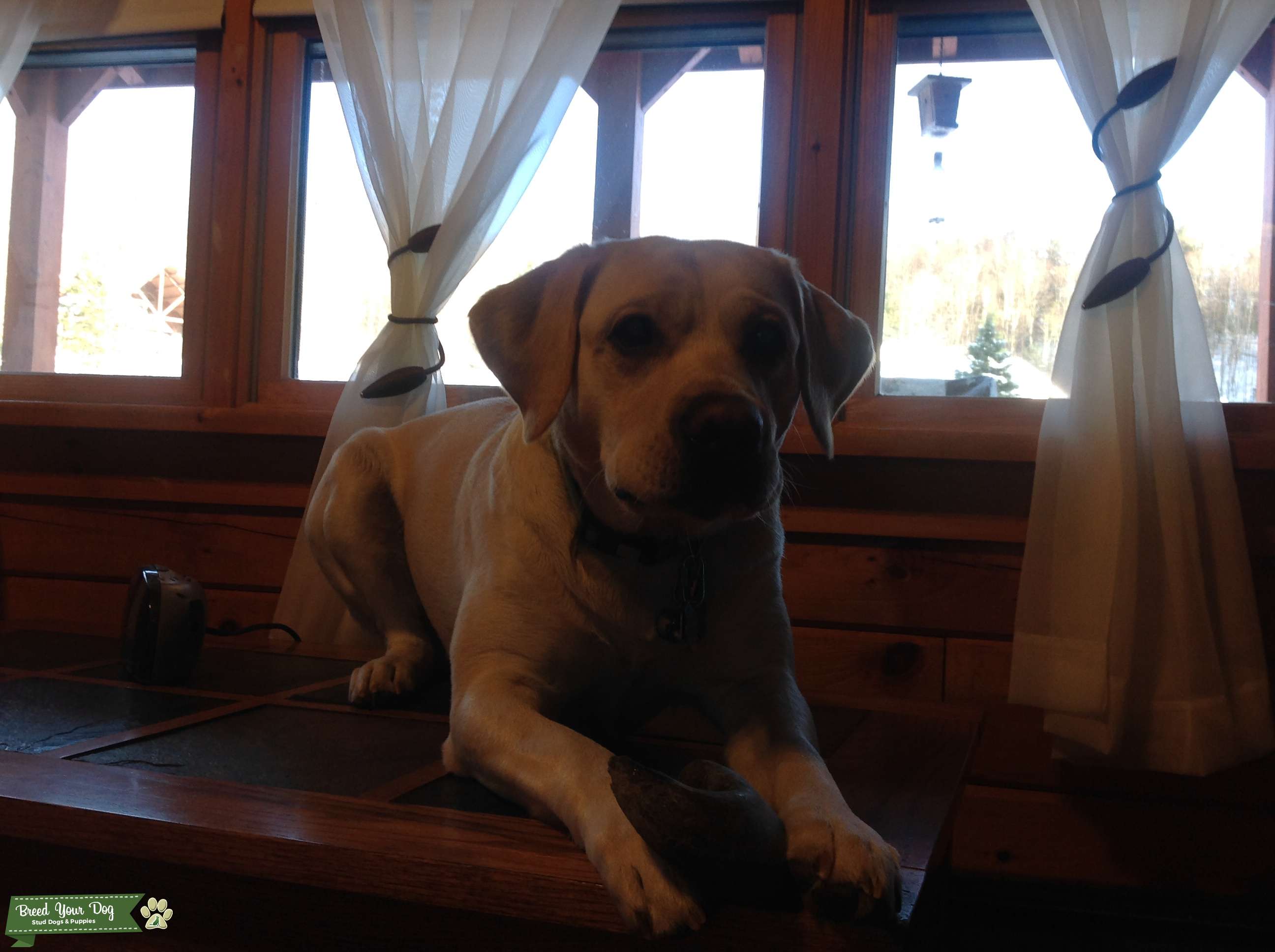 AKC certified Purebred Yellow Labrador - Stud Dog in Vermont, the ...