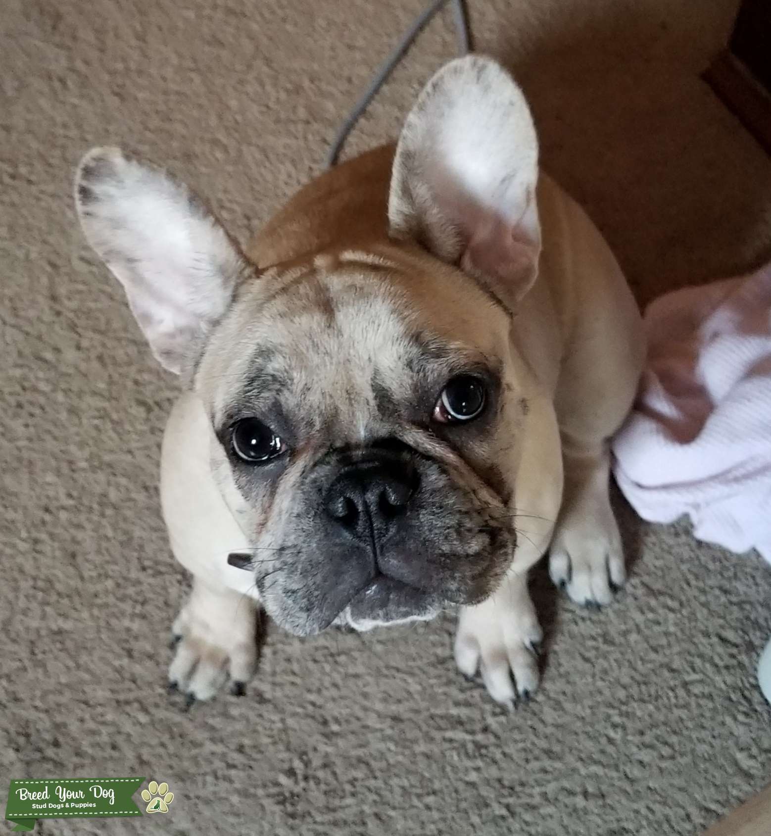 Fawn Frenchie - Stud Dog in Available from Chicago to Milwaukee , the ...