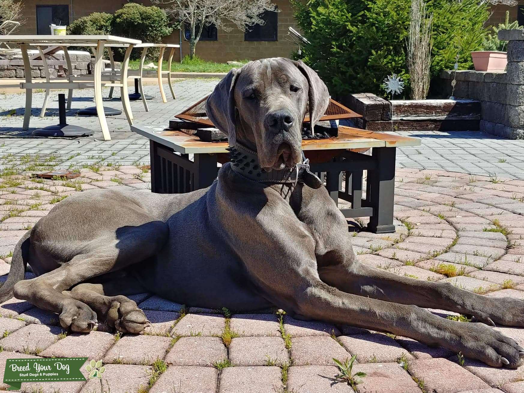 Great Dane Stud - Stud Dog in Dodridge County, Wv, the United States ...