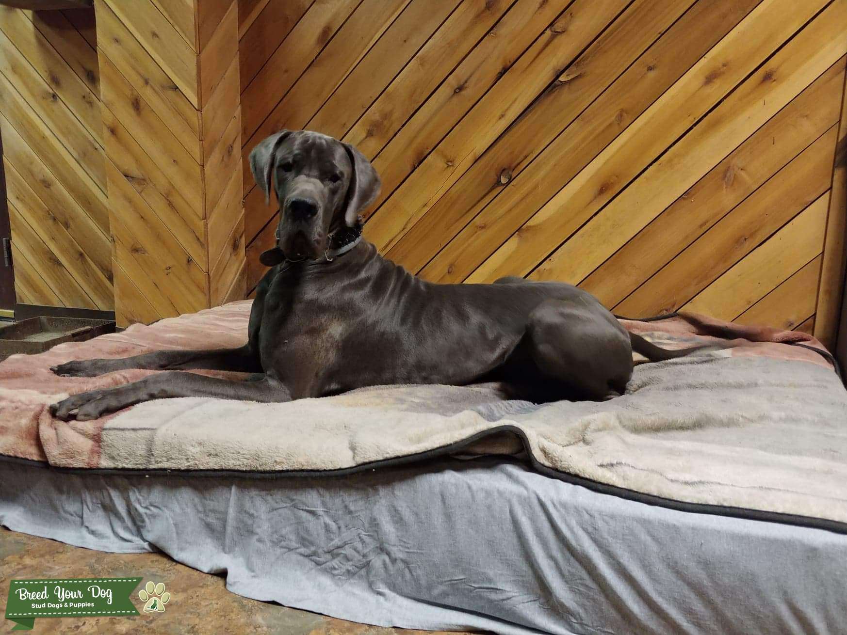 Great Dane Stud - Stud Dog in Dodridge County, Wv, the United States ...