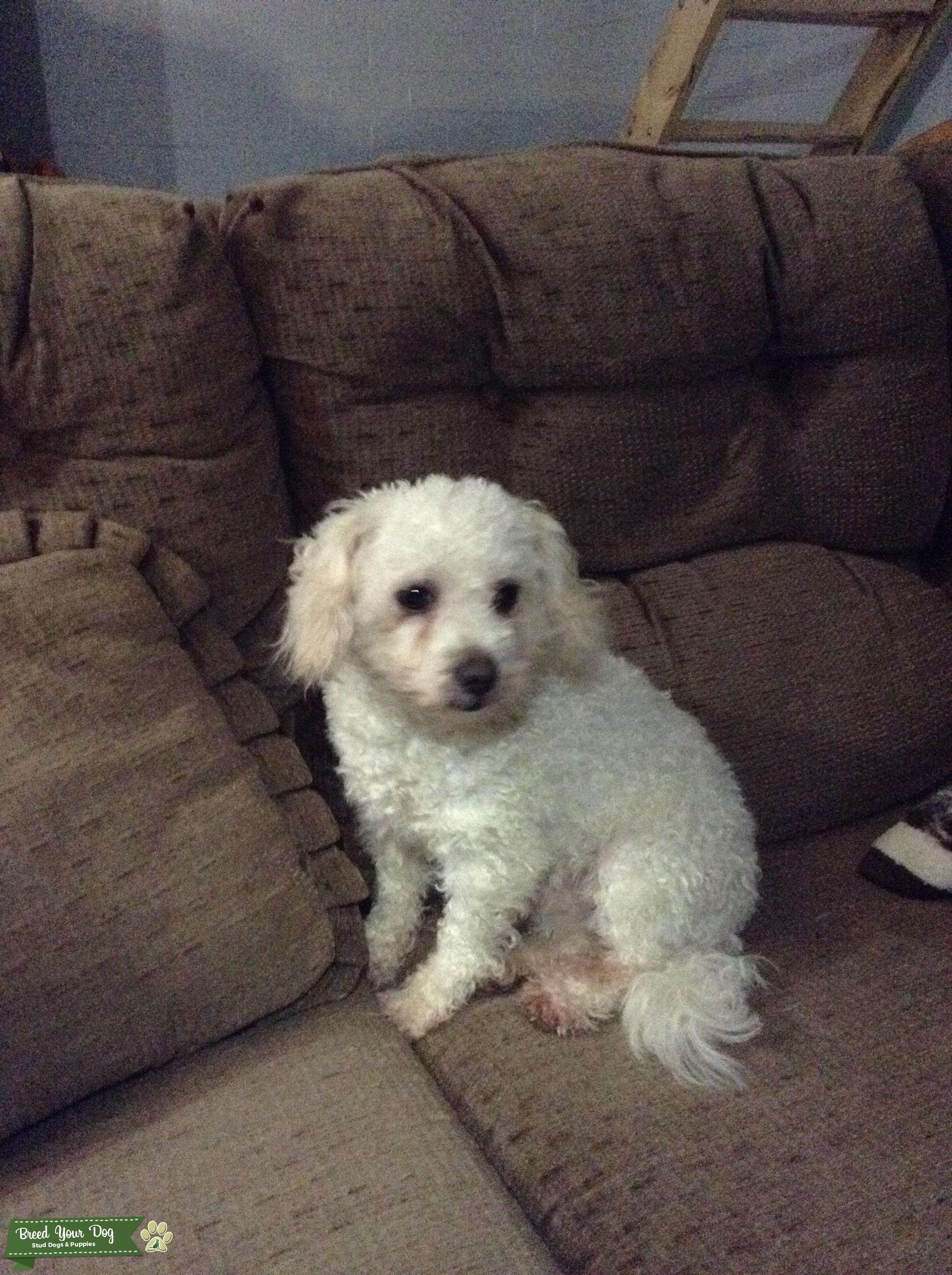 Beautiful Bichon Frise Male - Stud Dog in Ohio, the United States ...
