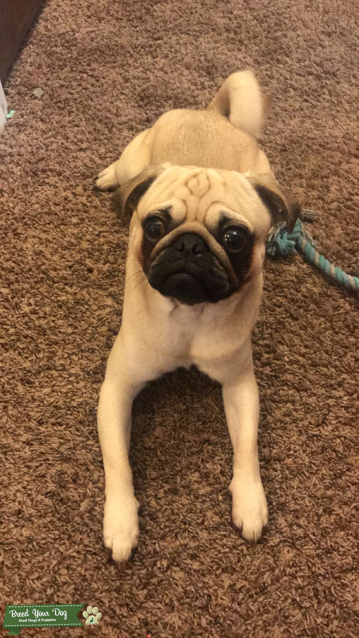 Stud Dog - Male pug stud - Breed Your Dog