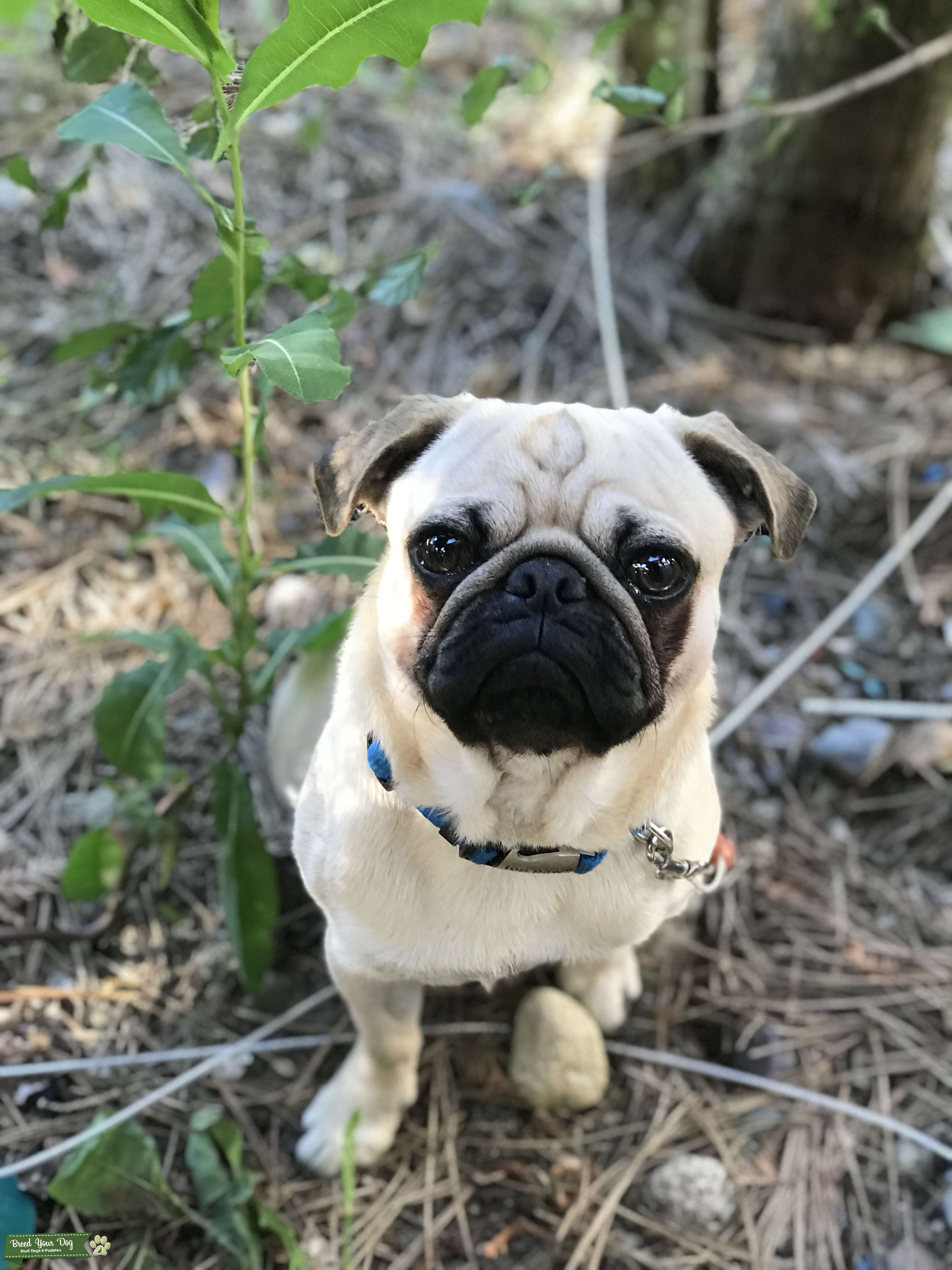 Stud Dog - Male pug stud - Breed Your Dog