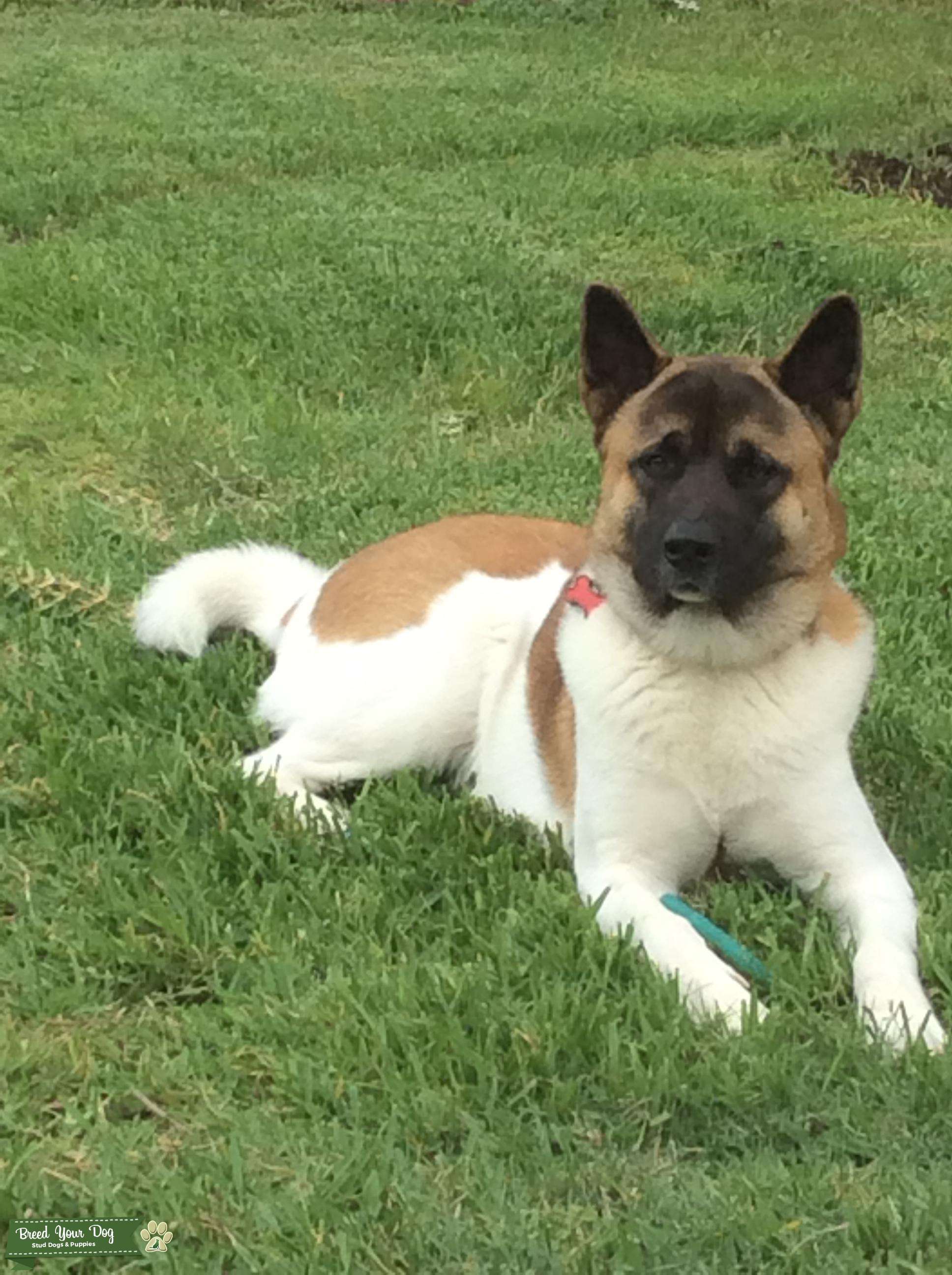 Stud - Stud Dog in Texas, the United States | Breed Your Dog