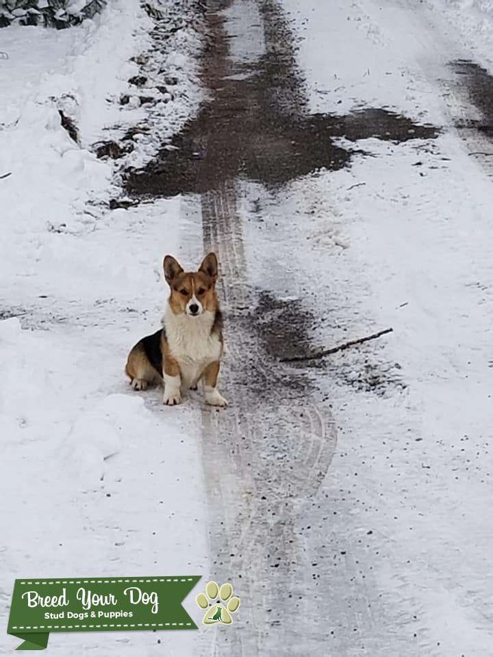 Tri AKC Pembroke Welsh Corgi Natural Bobtail - Stud Dog in Ohio, the ...