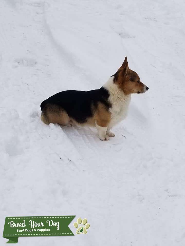 Tri AKC Pembroke Welsh Corgi Natural Bobtail - Stud Dog in Ohio, the ...