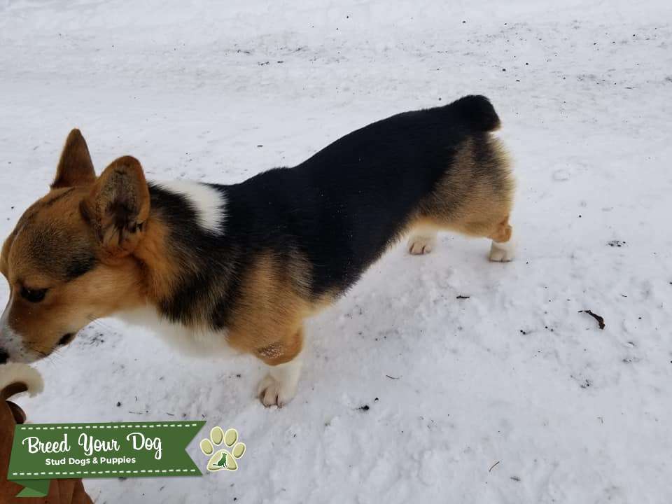 Tri AKC Pembroke Welsh Corgi Natural Bobtail - Stud Dog in Ohio, the ...