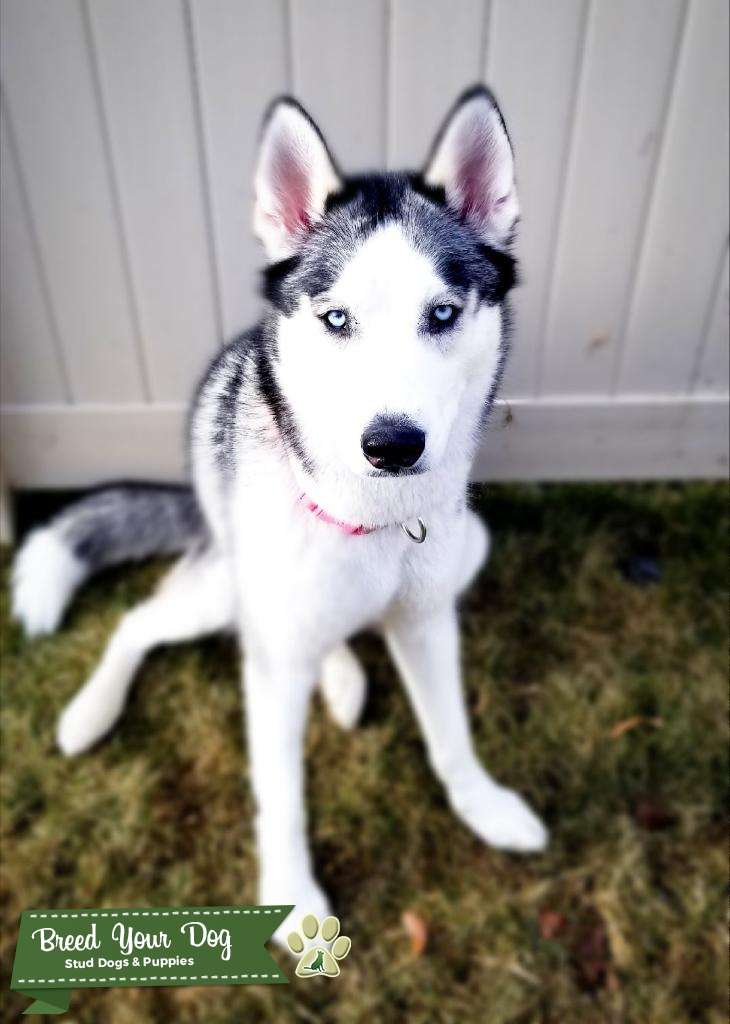 Female Siberian Husky - Stud Dog in Post Falls , the United States ...