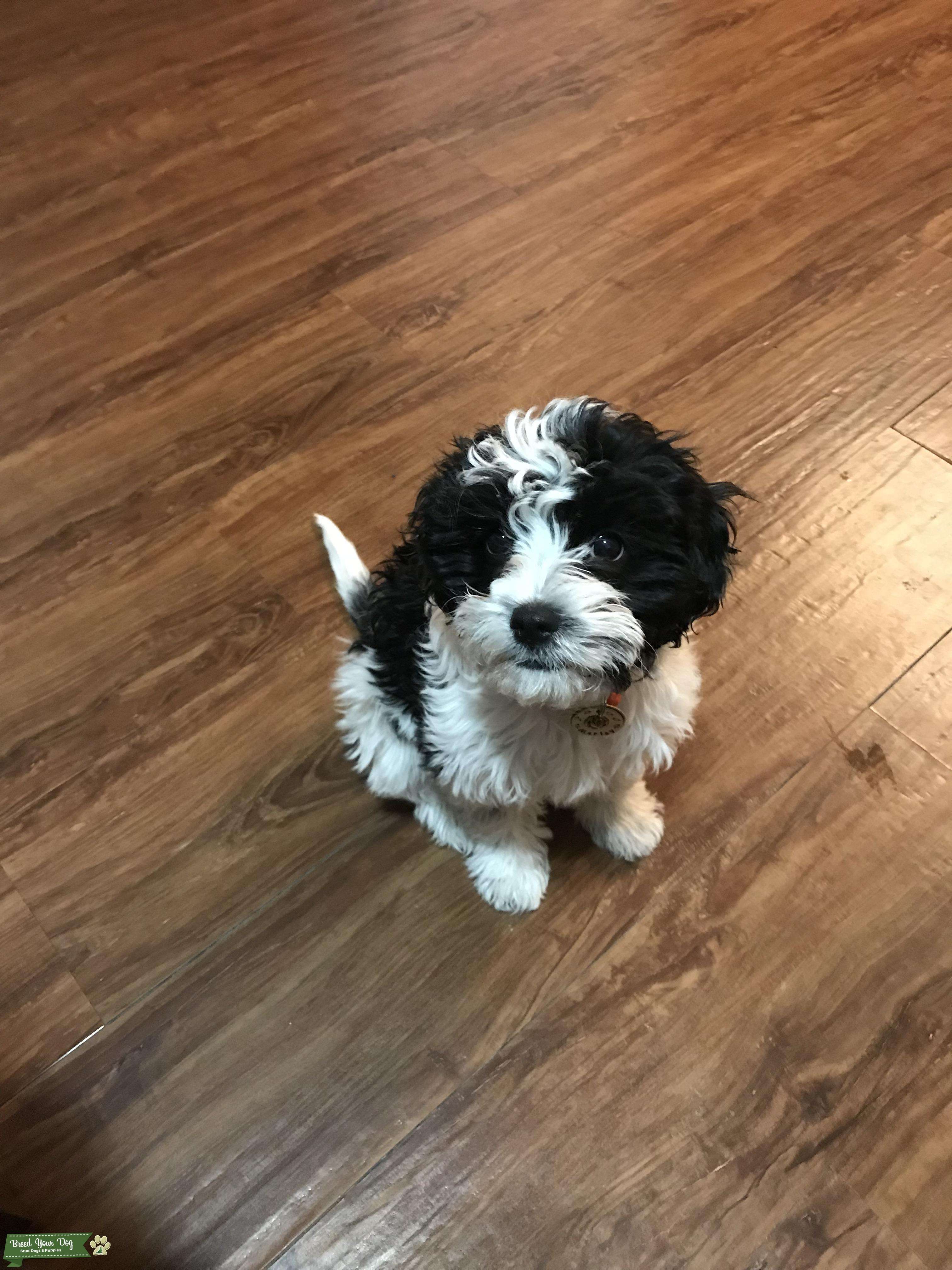 Female, looking for a stud - Stud Dog in Michigan, the United States ...